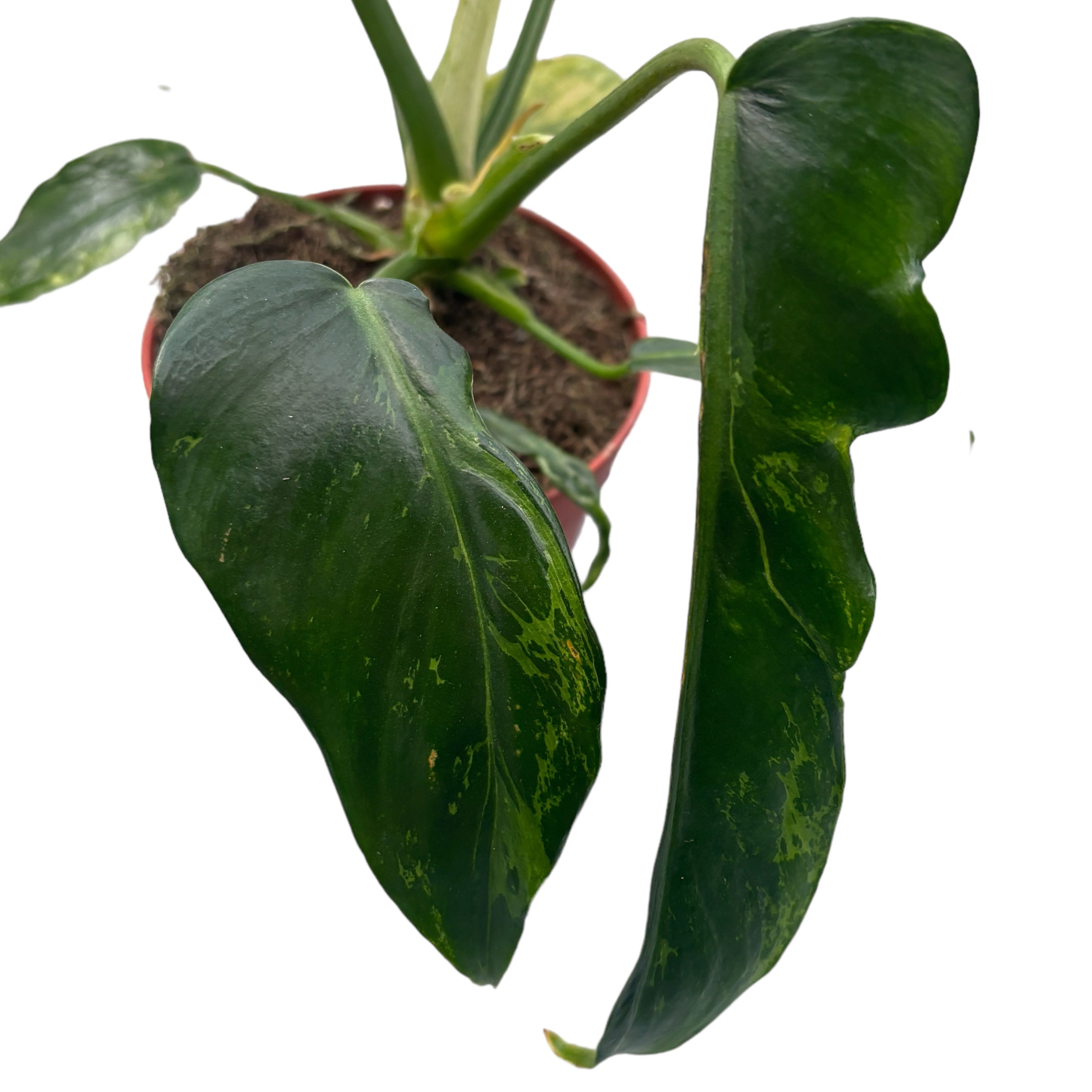 Philodendron Mottled Golden Dragon – Secret Garden Plant Shop