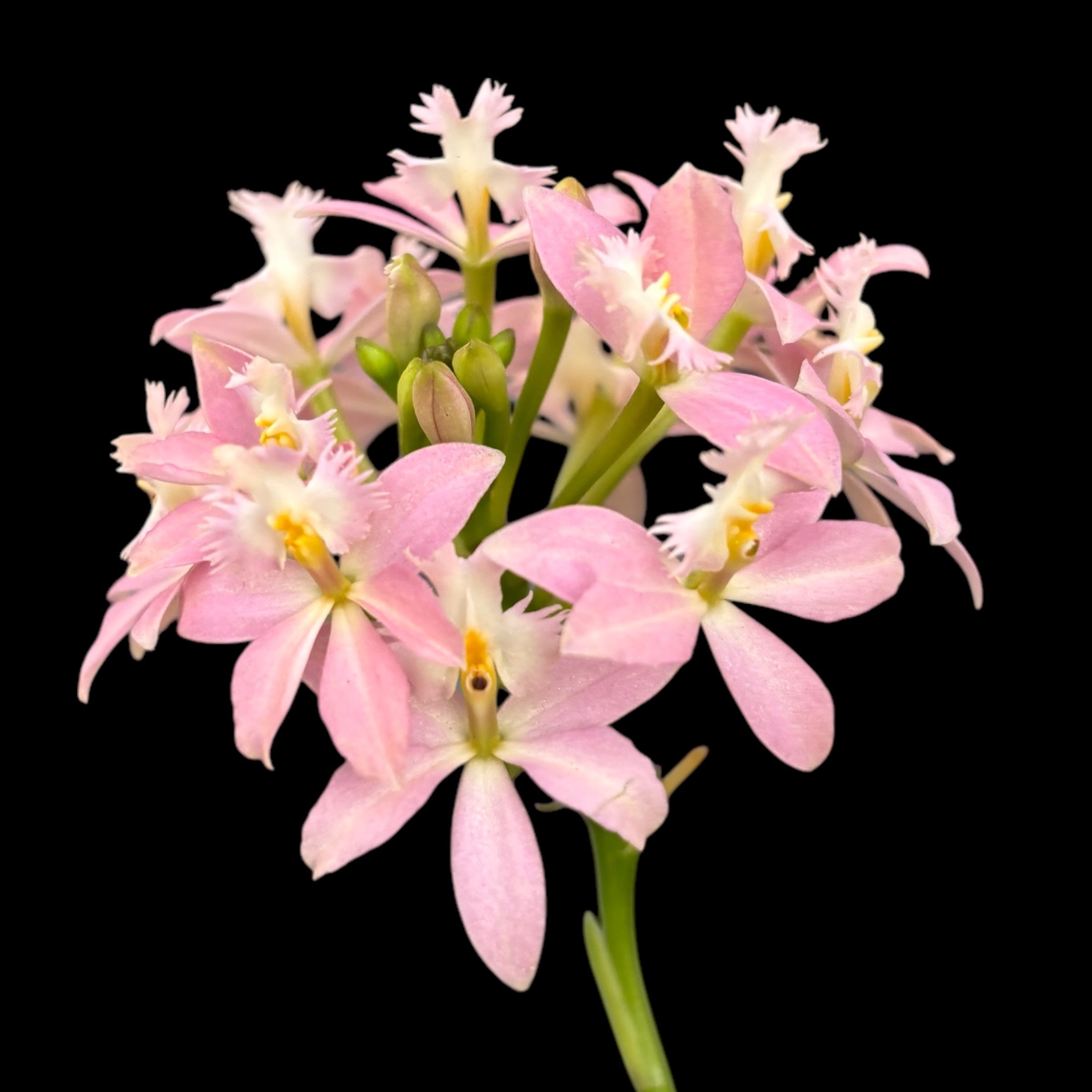 Epidendrum radicans ‘Sweet Pink’ – Secret Garden Plant Shop