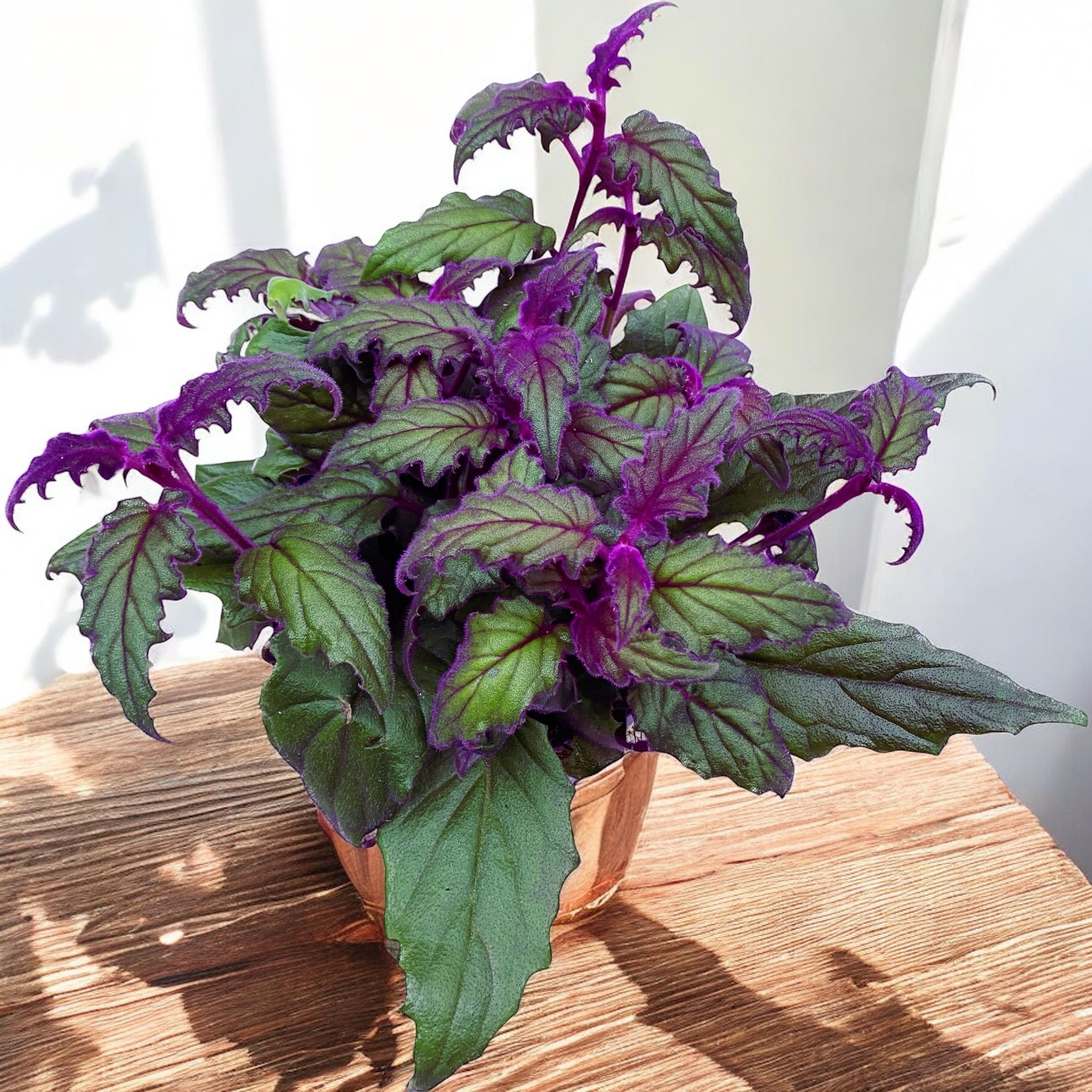 Gynura aurantiaca 'Purple Passion' (velvet leaf plant) - 5pp