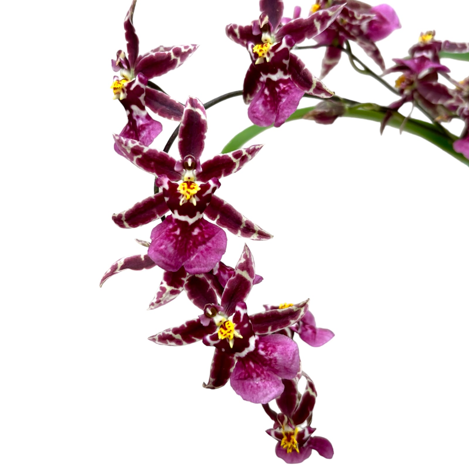 Oncidium (Cyrtocidium) Holm’s Wizard - purple - intens parfumat ...