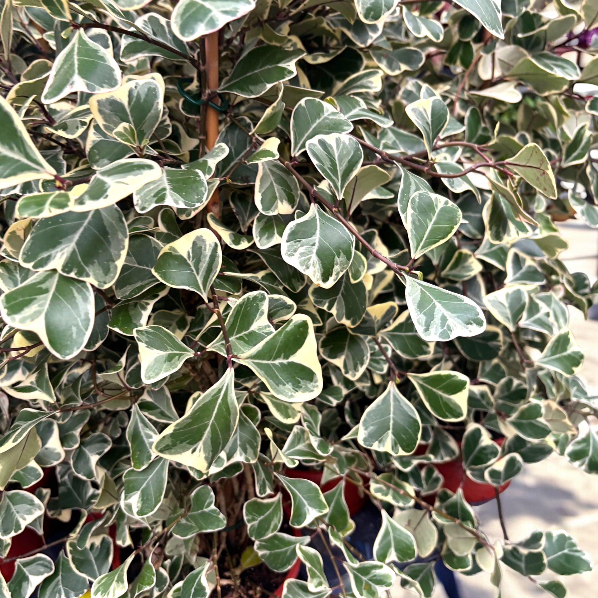 Ficus triangularis 'Sweetheart' variegata – Secret Garden Plant Shop