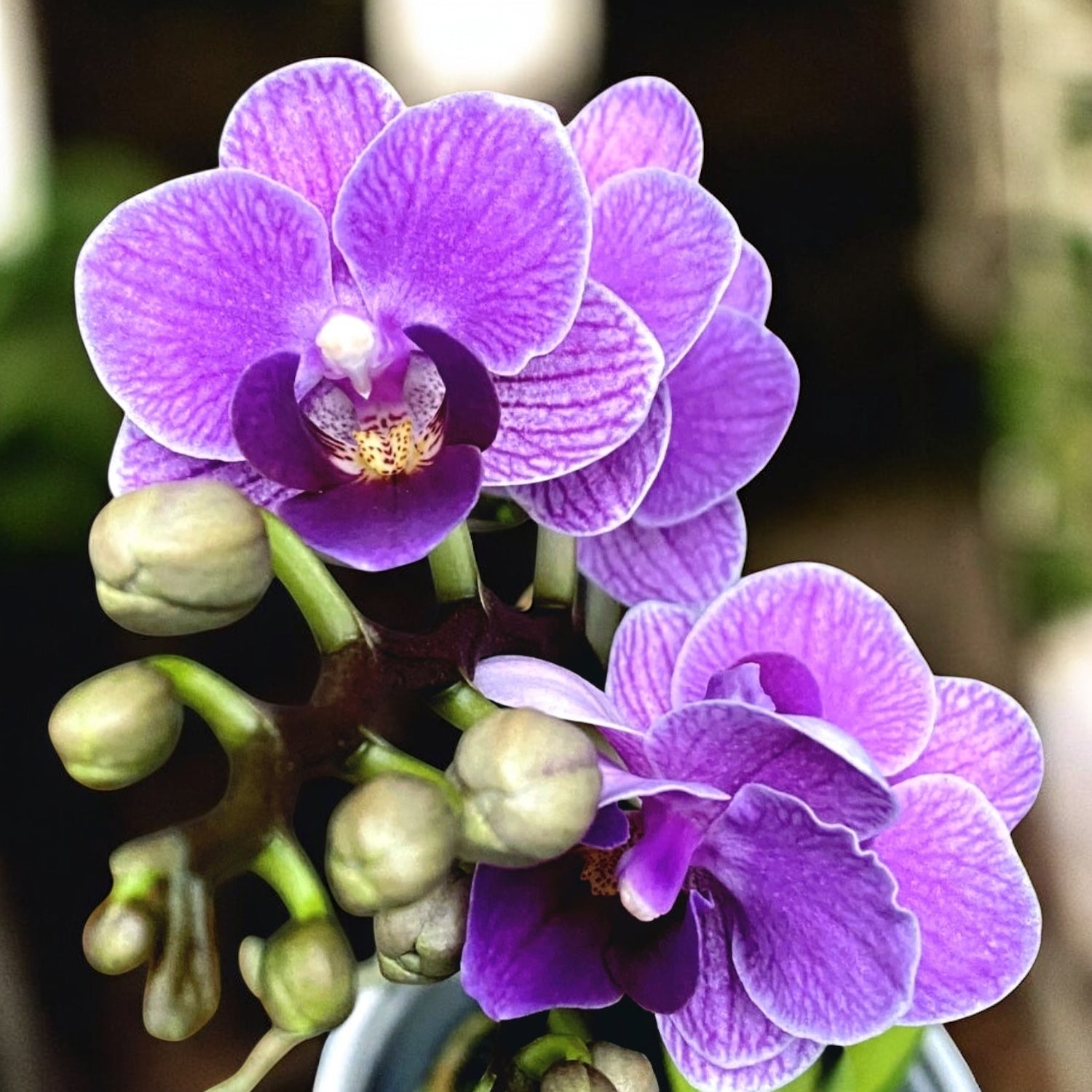 Phalaenopsis Violet Queen – Secret Garden Plant Shop
