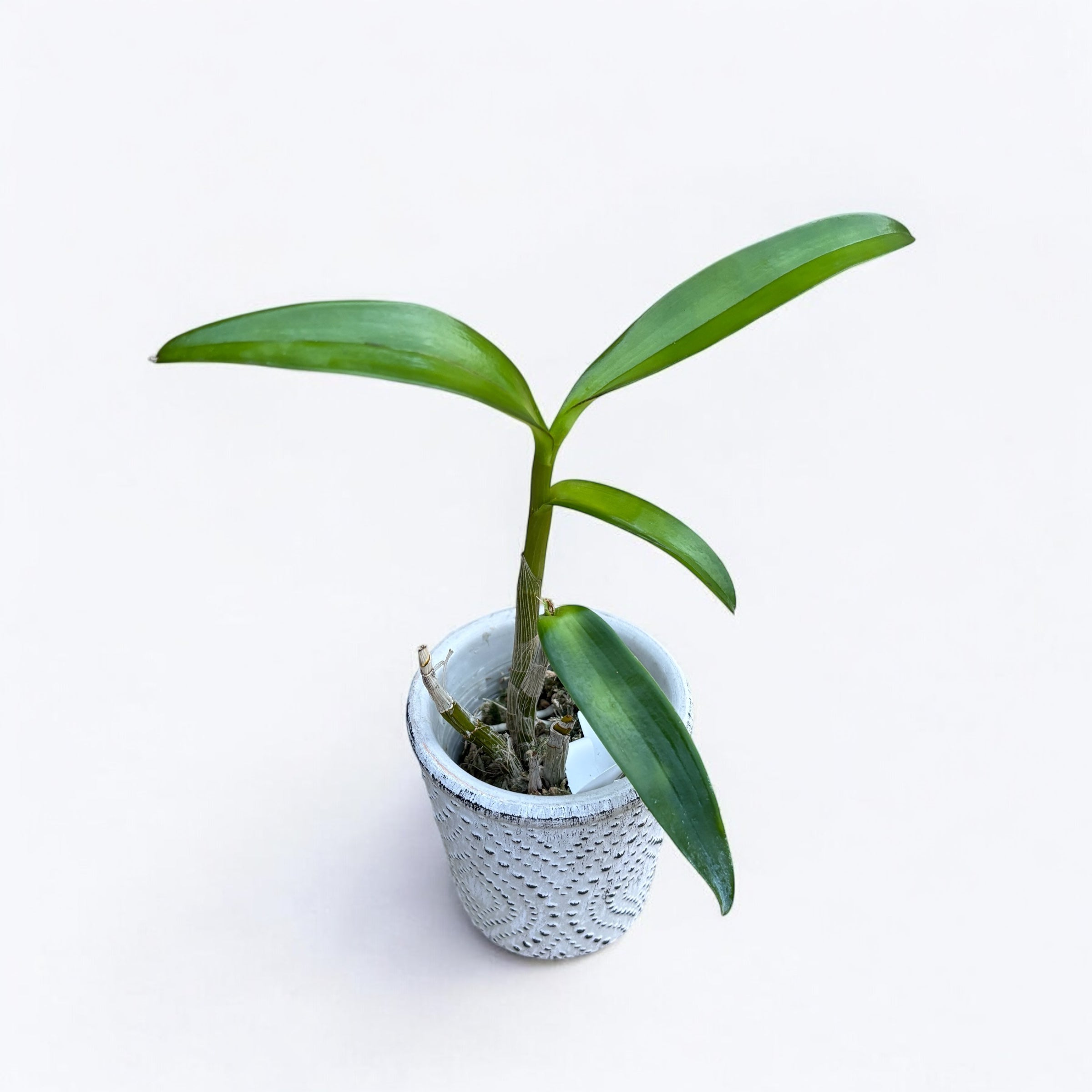 Dendrobium Taiwan Helix (Den. helix × Doctor Uthai) – Secret Garden ...