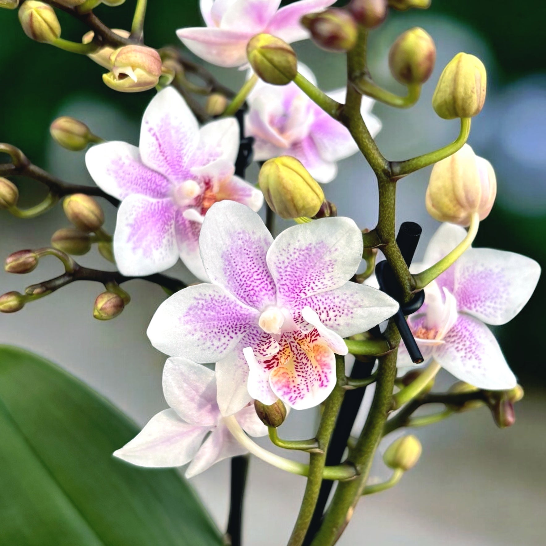 Phalaenopsis Pink Wing – Secret Garden Plant Shop