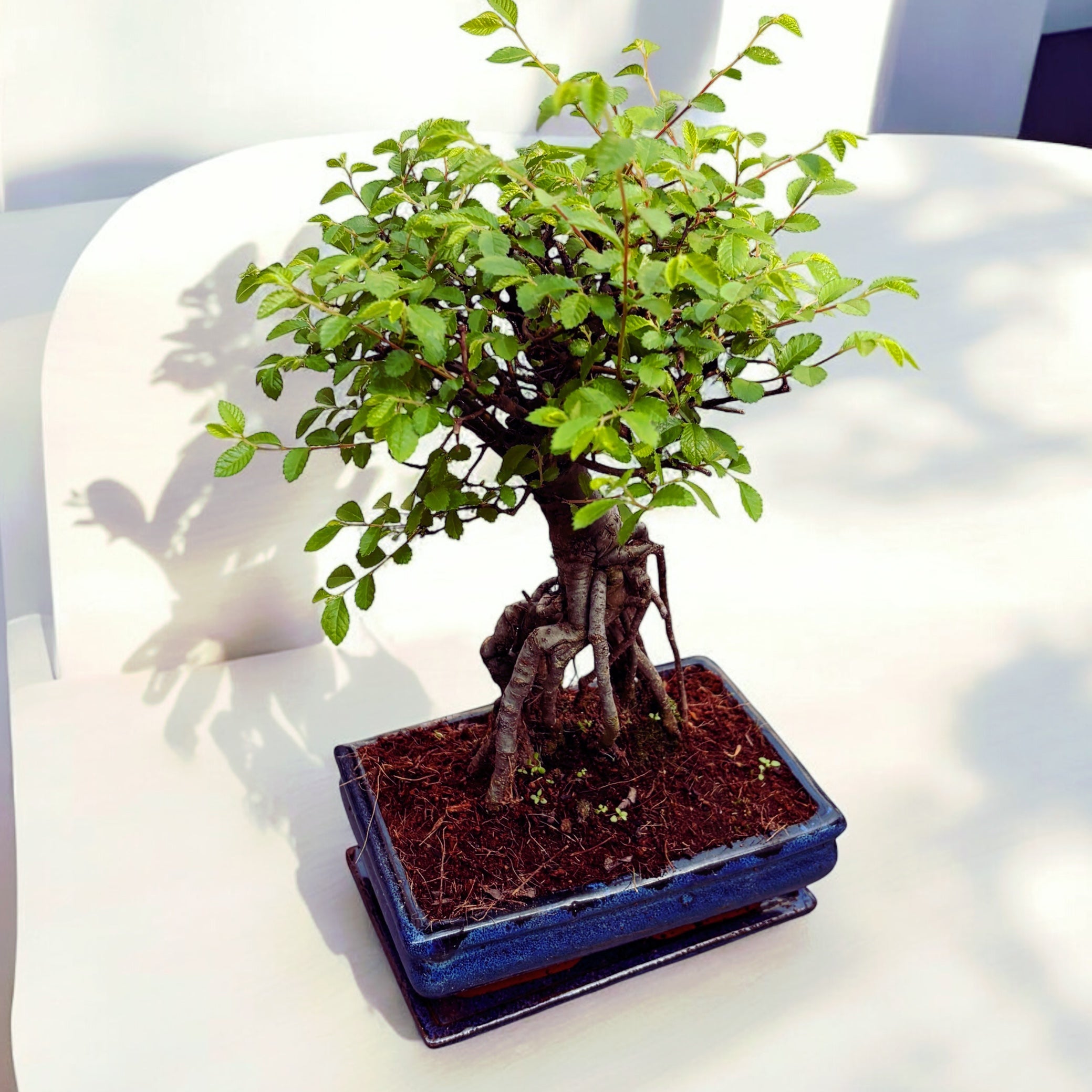 Bonsai Zelkova (Ulmul Japonez) – Secret Garden Plant Shop