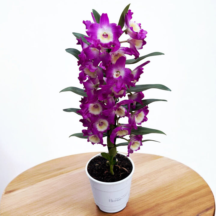 Dendrobium Wonderful Romance - parfumat