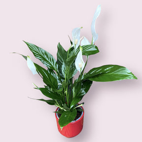 Crinul pacii - Spathiphyllum (purifica aerul) – Floraria Secret Garden (SG)