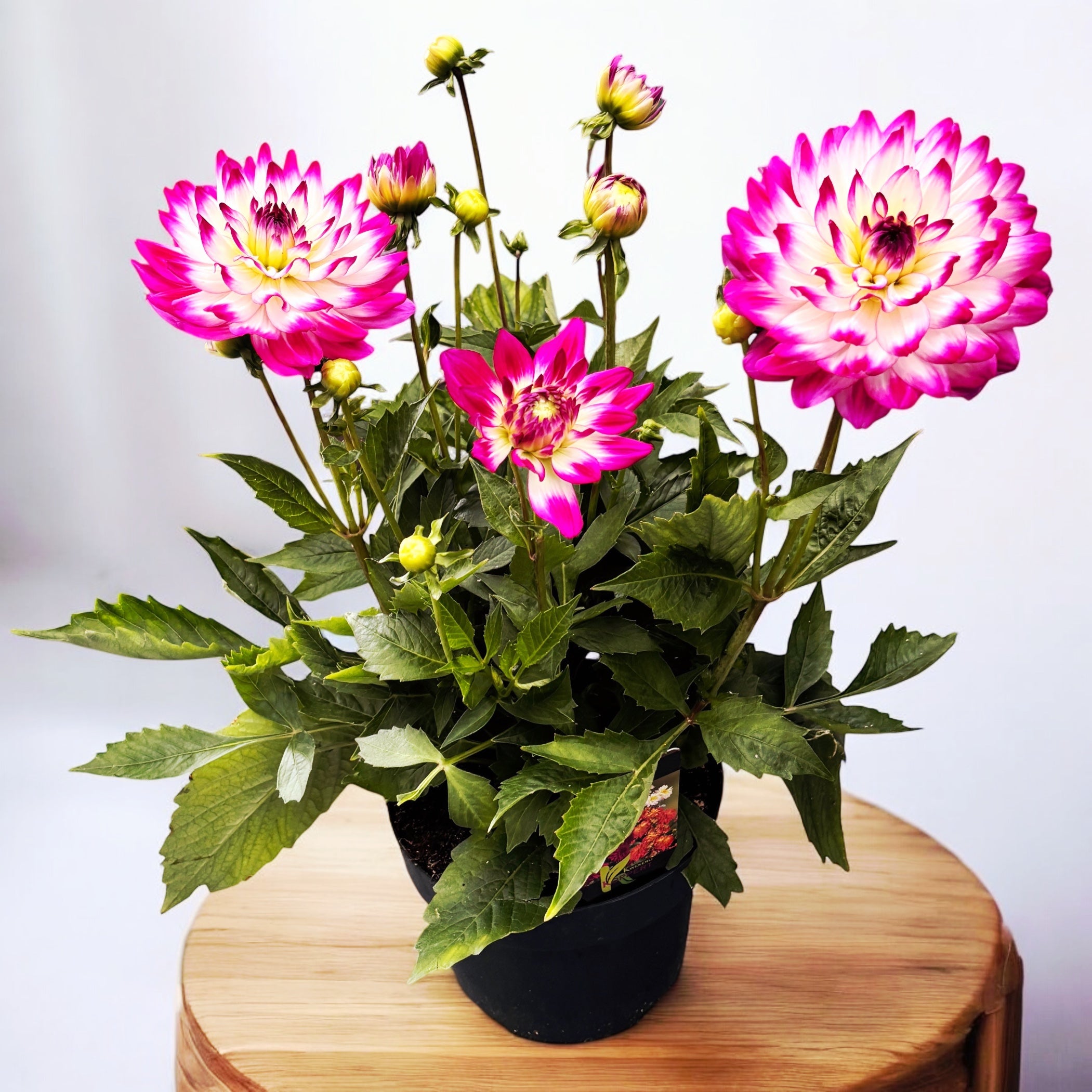 Dahlia Labella Maggiore ‘Rose Bicolour' - dalii cu flori XL, inflorire