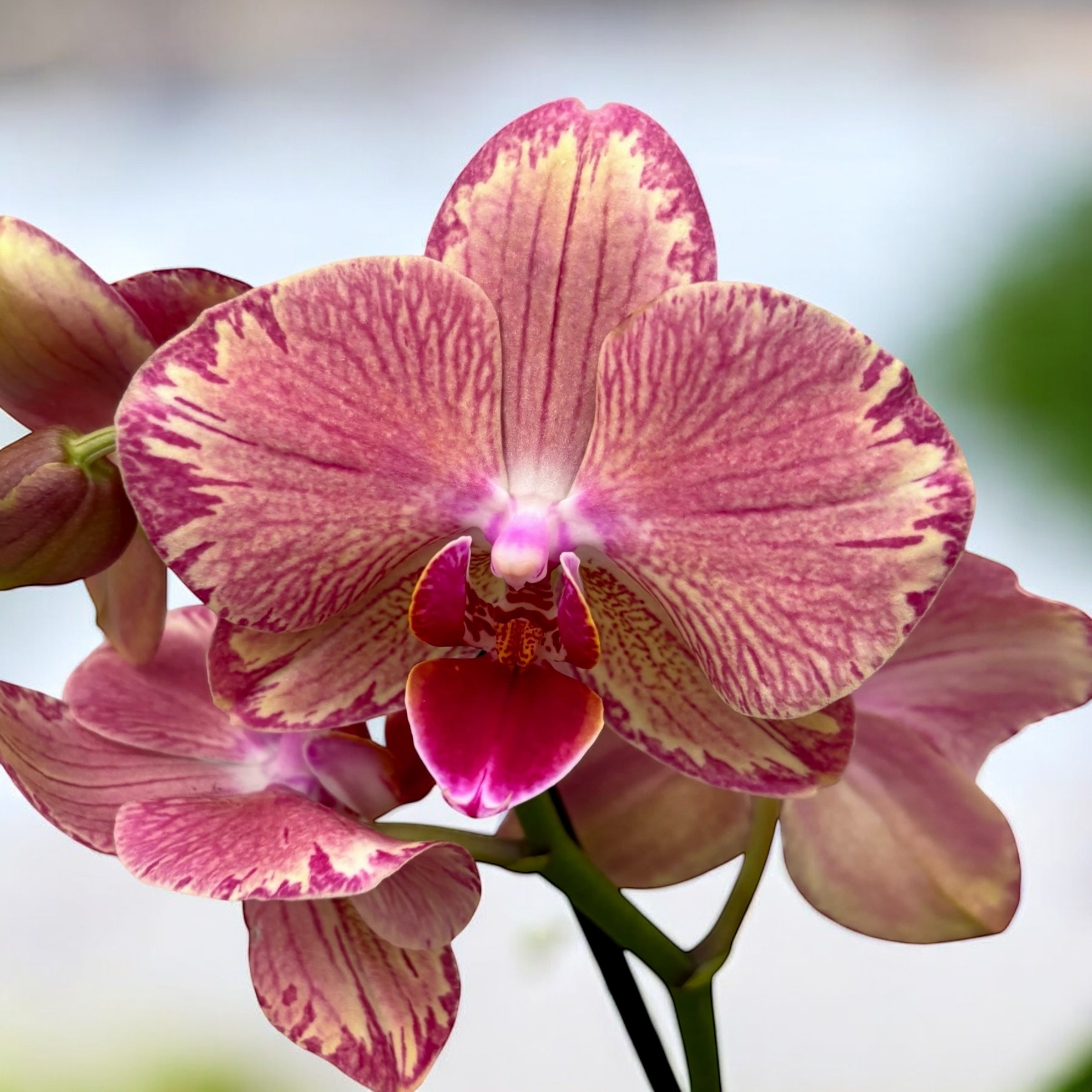 Phalaenopsis Pirate Picotee – Secret Garden Plant Shop