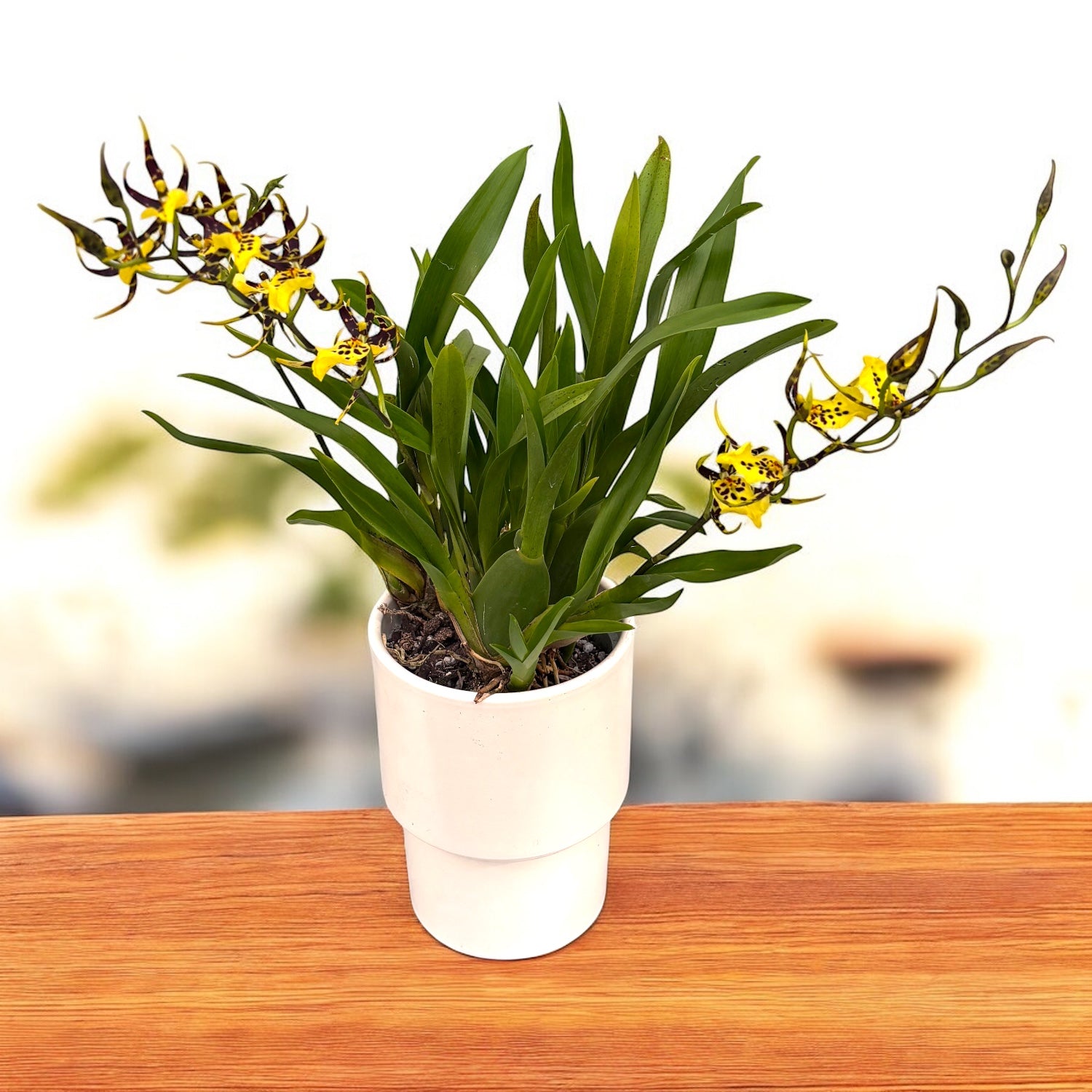 Oncidium (Cyrtocidium) Holm’s Wizard var. #10 (flori intens parfumate ...