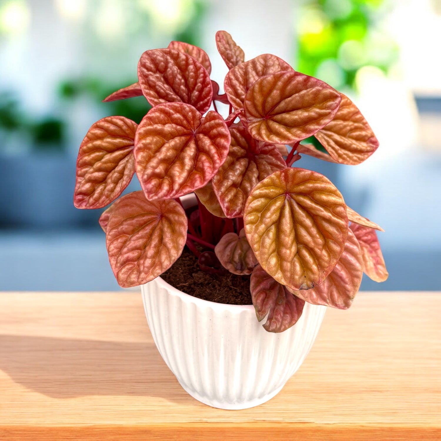 Peperomia caperata 'Quito' – Secret Garden Plant Shop