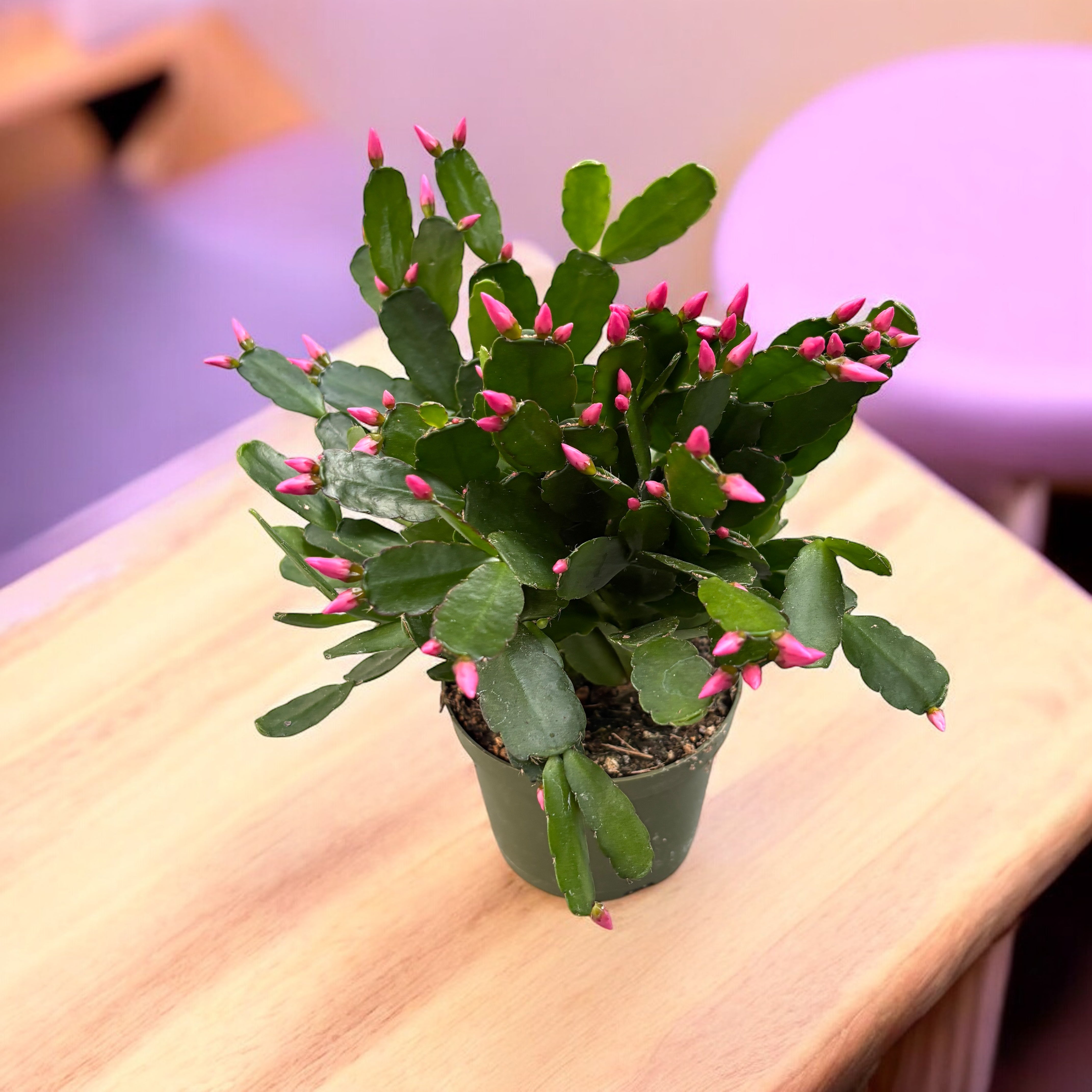 Rhipsalidopsis ‘Pink’ (floarea pastelui roz) 4 plante/ghiveci