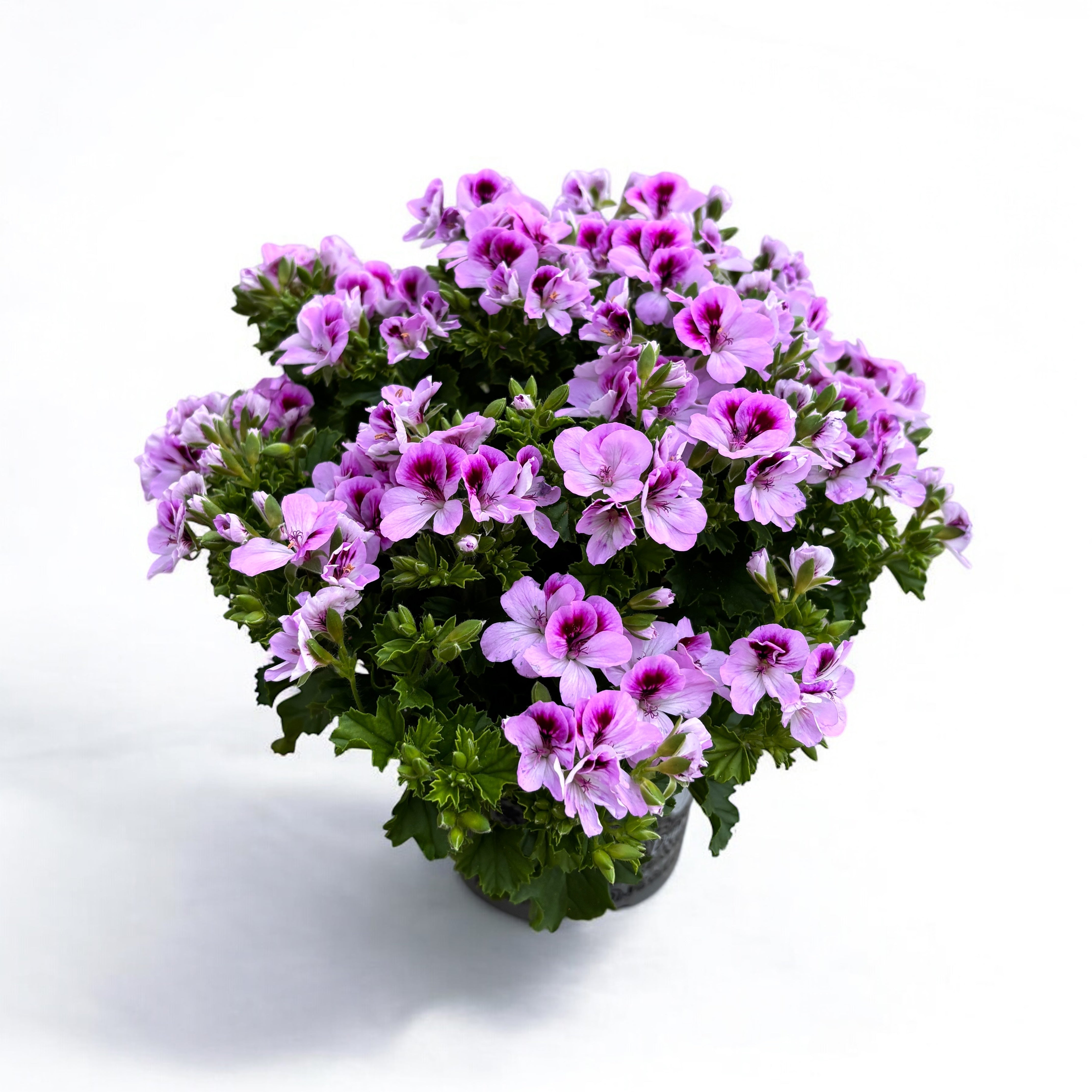 Muscate - Pelargonium ‘Angel Lexi’ – Secret Garden Plant Shop