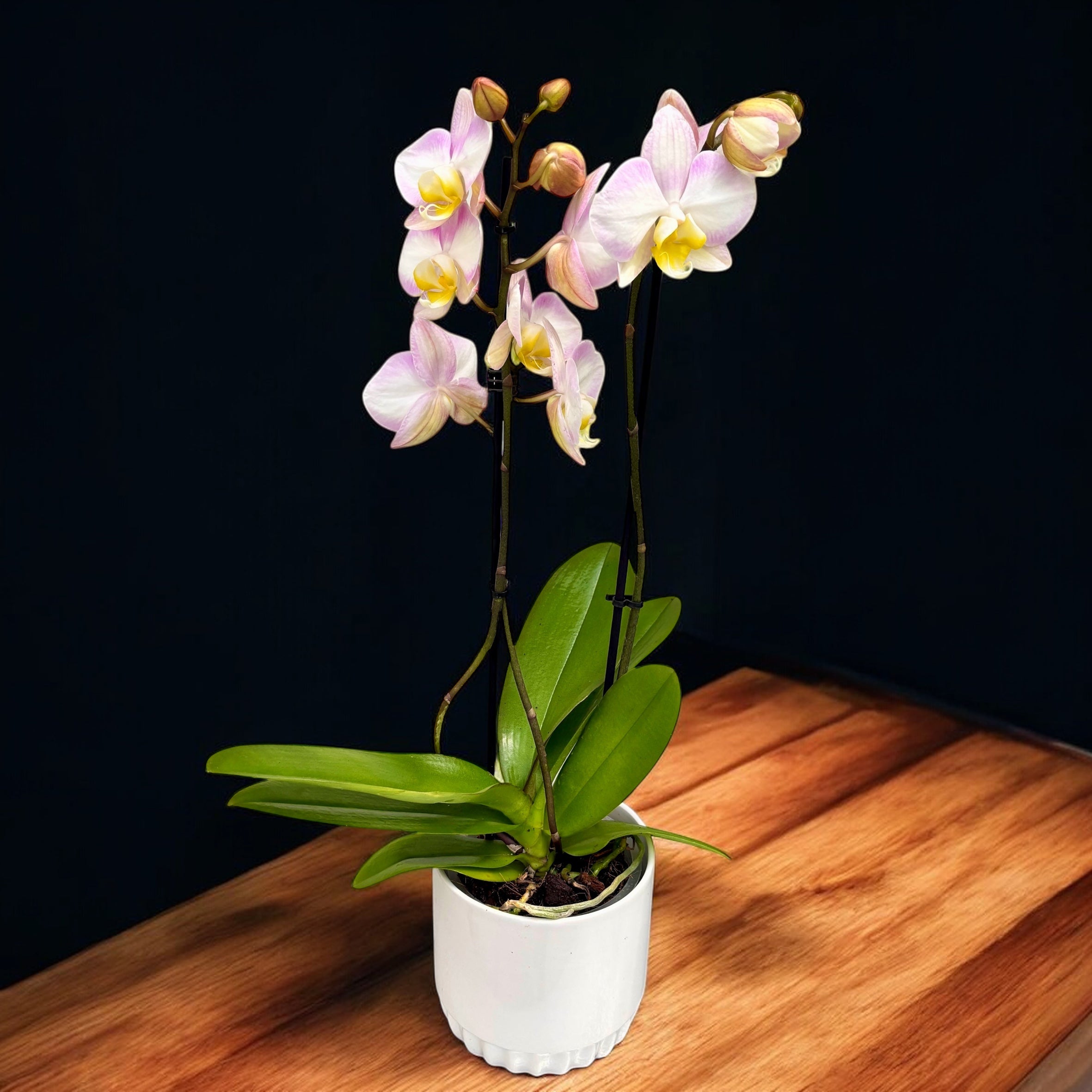 Phalaenopsis Rapunzel – Secret Garden Plant Shop