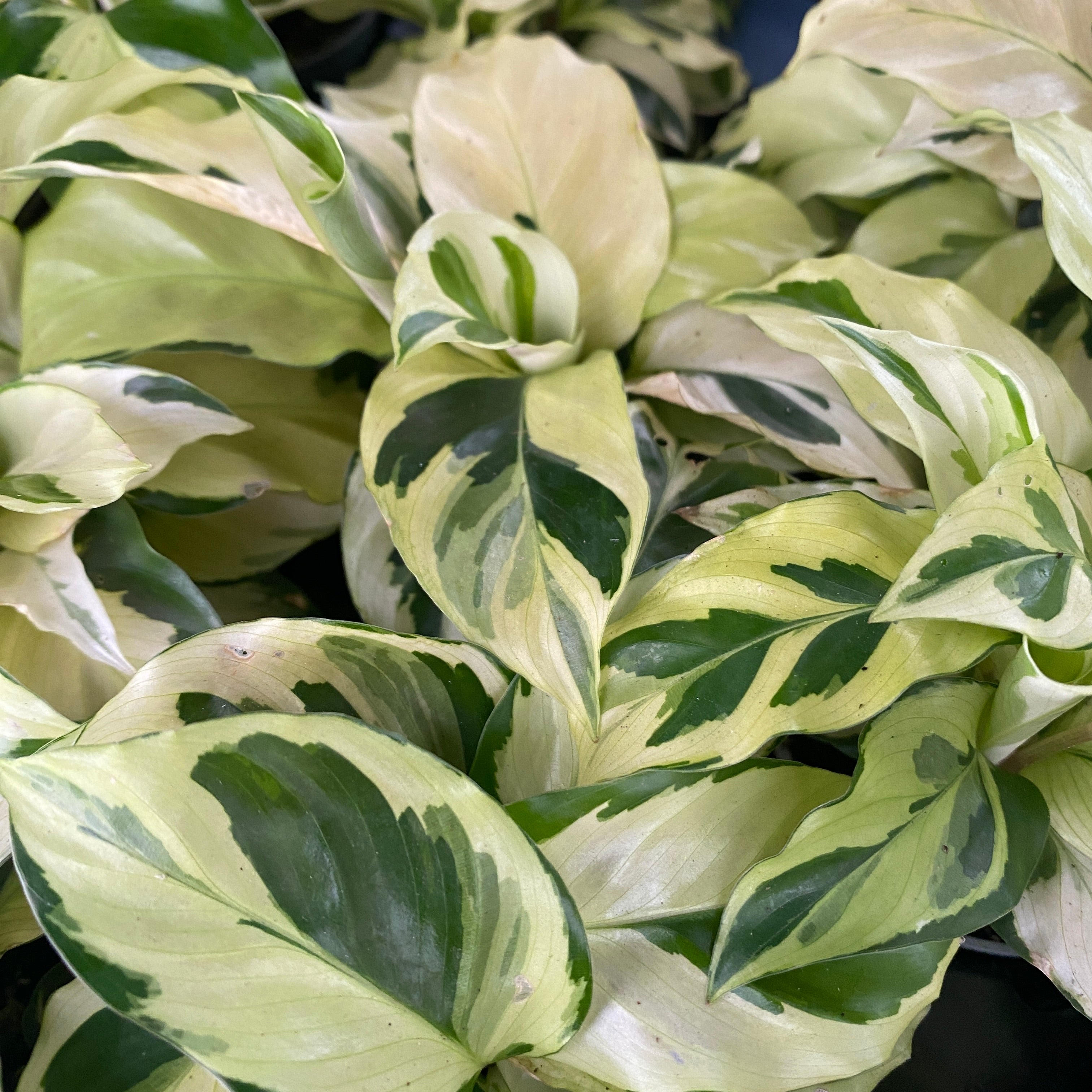 Calathea 'Yellow Fusion’ babyplant – Floraria Secret Garden (SG)