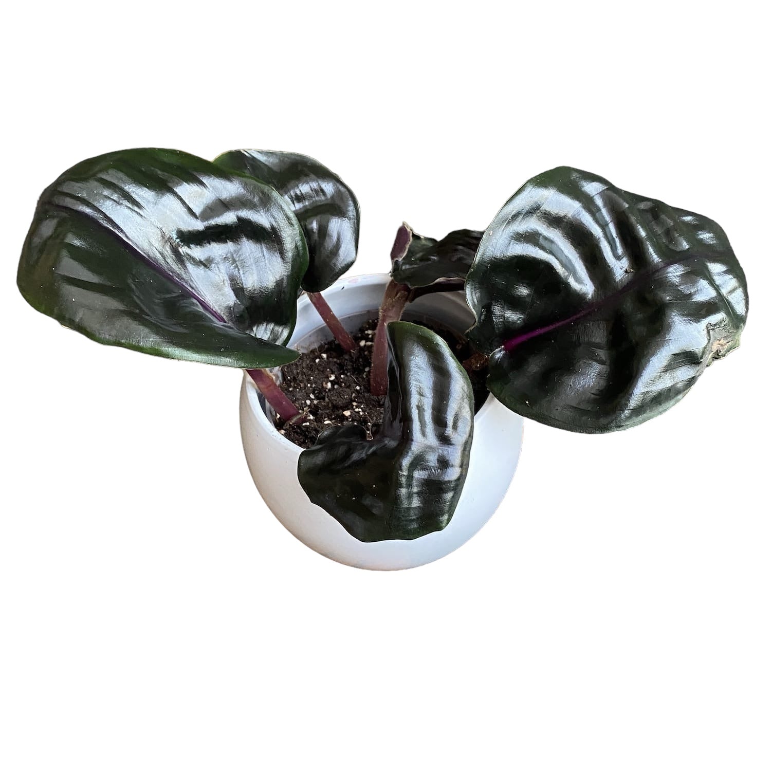 Geogenanthus Ciliatus ‘Midnight Pearl’ – Secret Garden Plant Shop