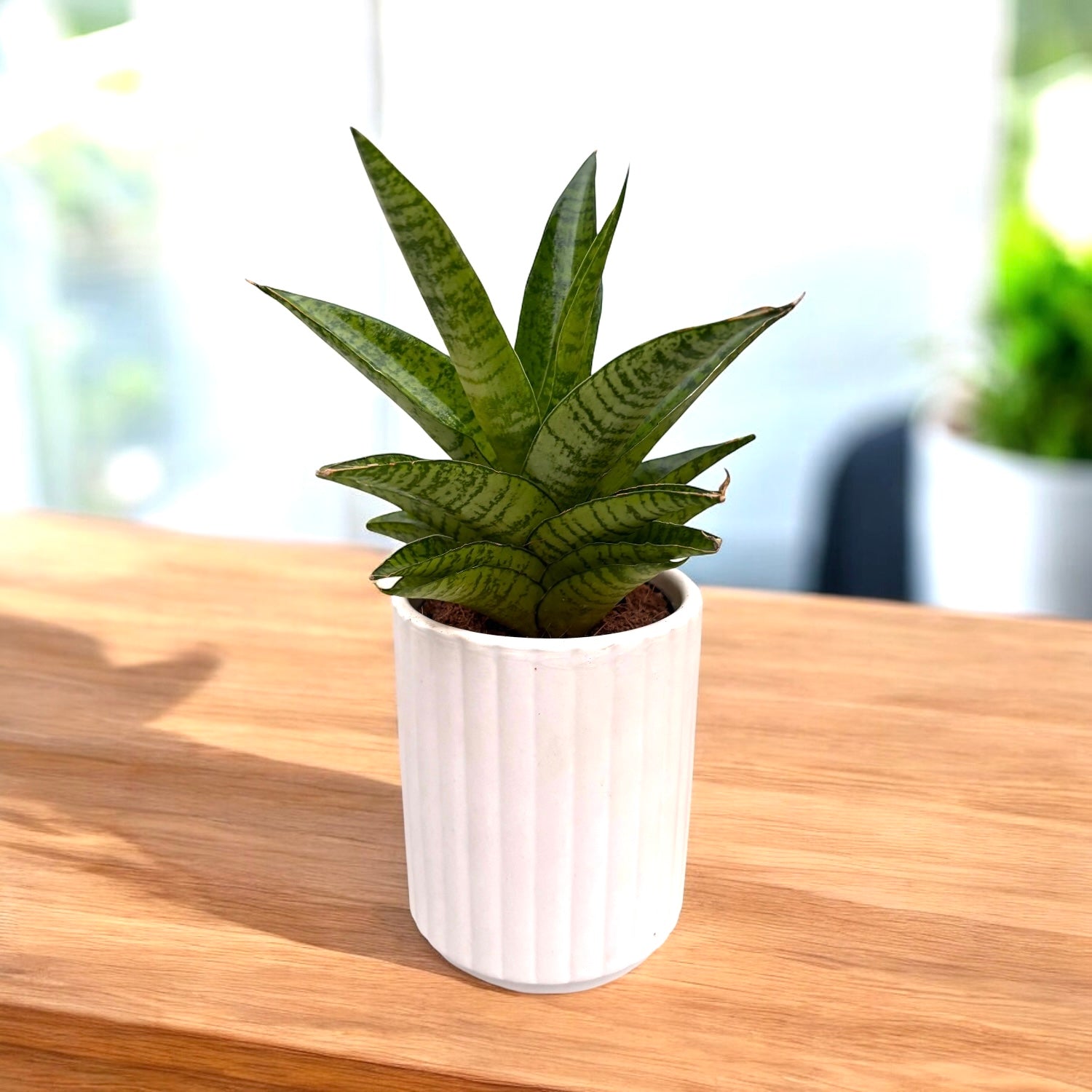 Sansevieria 'Tough Lady' – Secret Garden Plant Shop