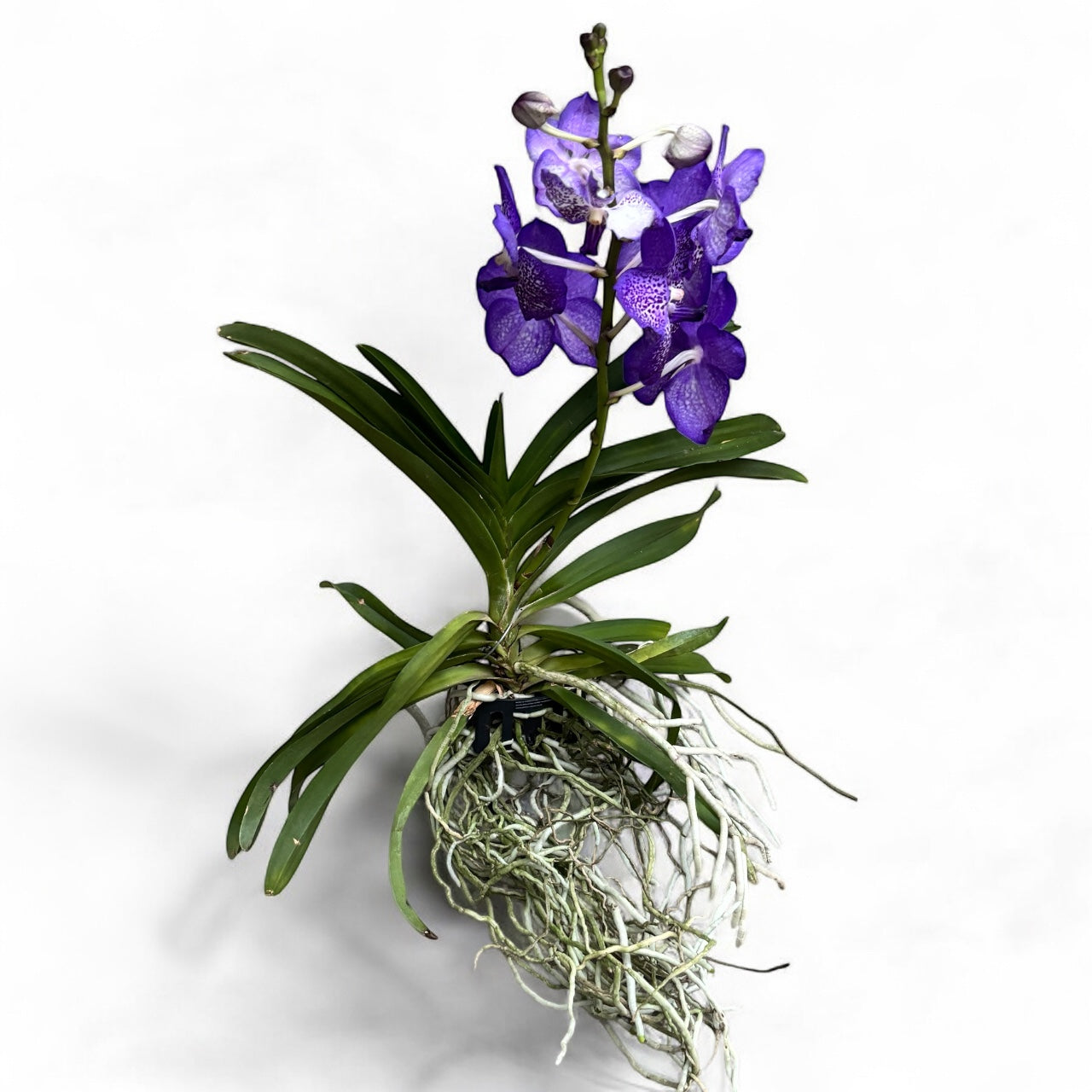 Vanda Violet Blue Spot (Ansu) – Secret Garden Plant Shop