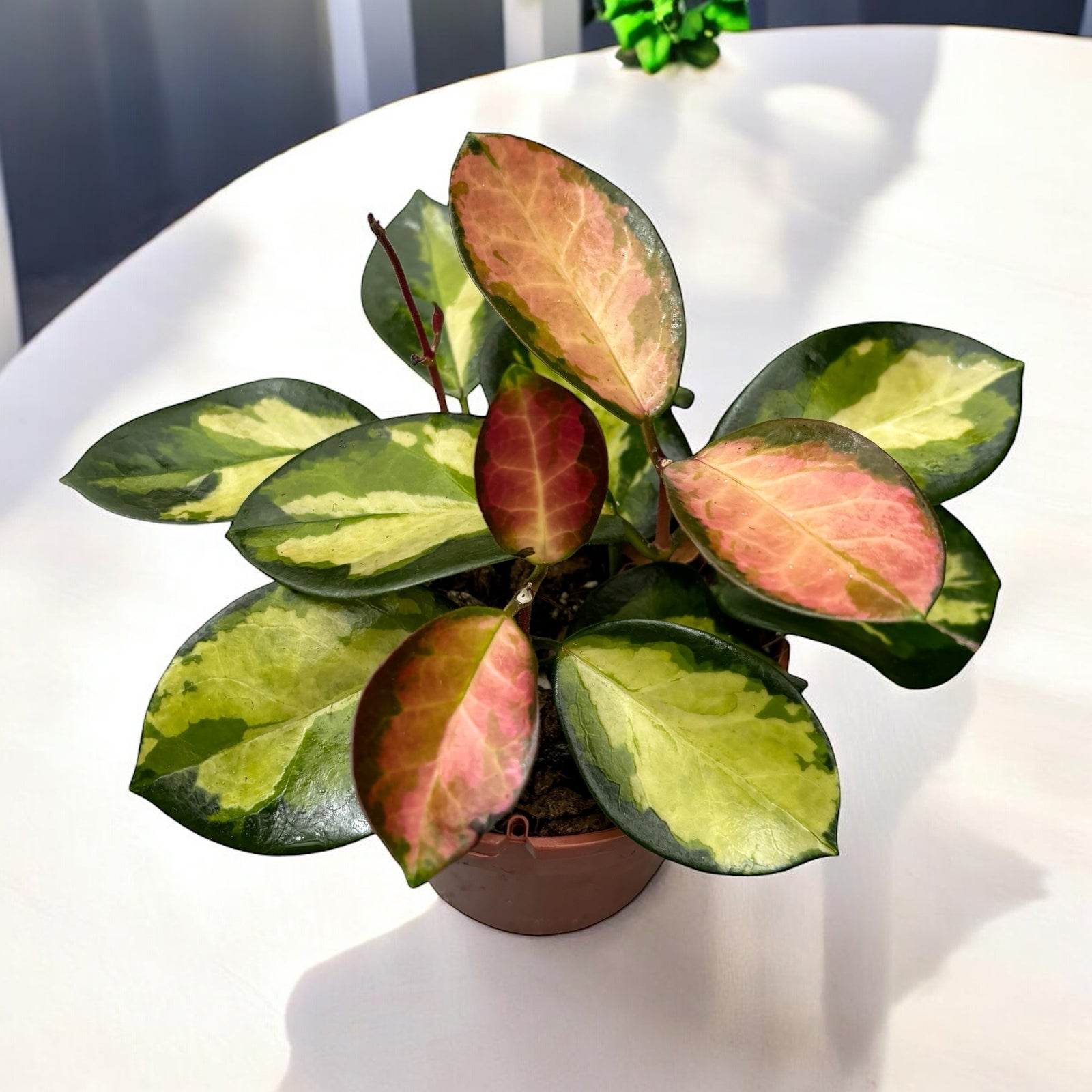 Hoya australis 'Lisa' D12 2-3pp – Secret Garden Plant Shop