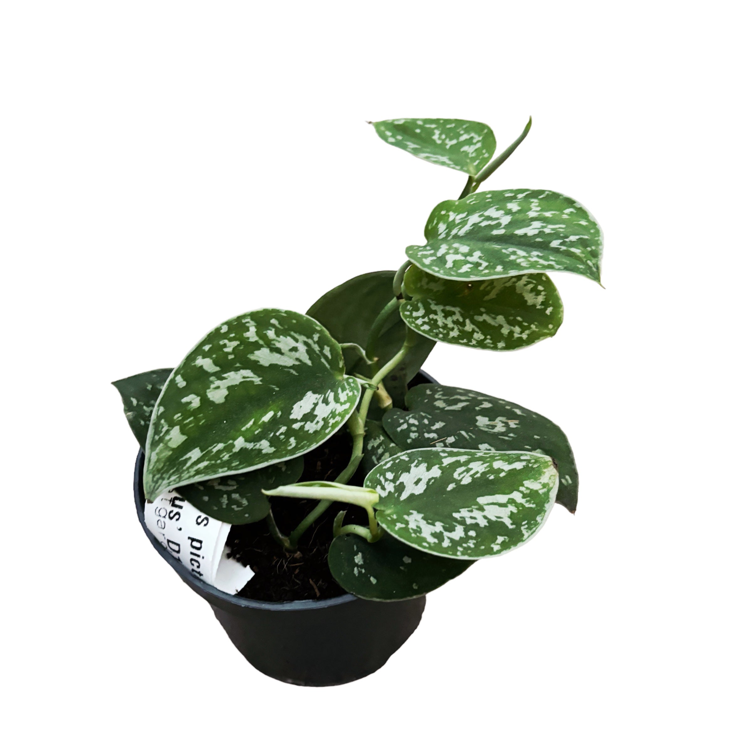 Order Scindapsus pictus 'Argyraeus', attractive price, fast delivery ...