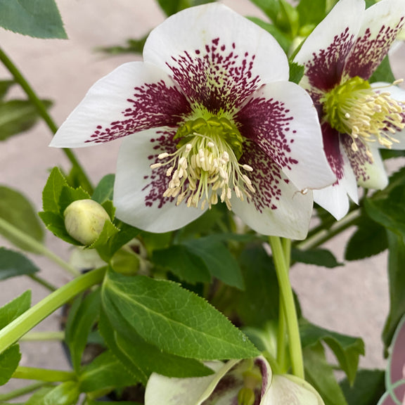 Helleborus orientalis 'ViV Antonella' (Spanz)