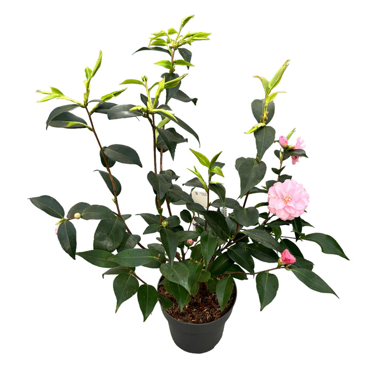 Camellia japonica 'Spring Festival' - floare dubla (rezistenta la ingh ...