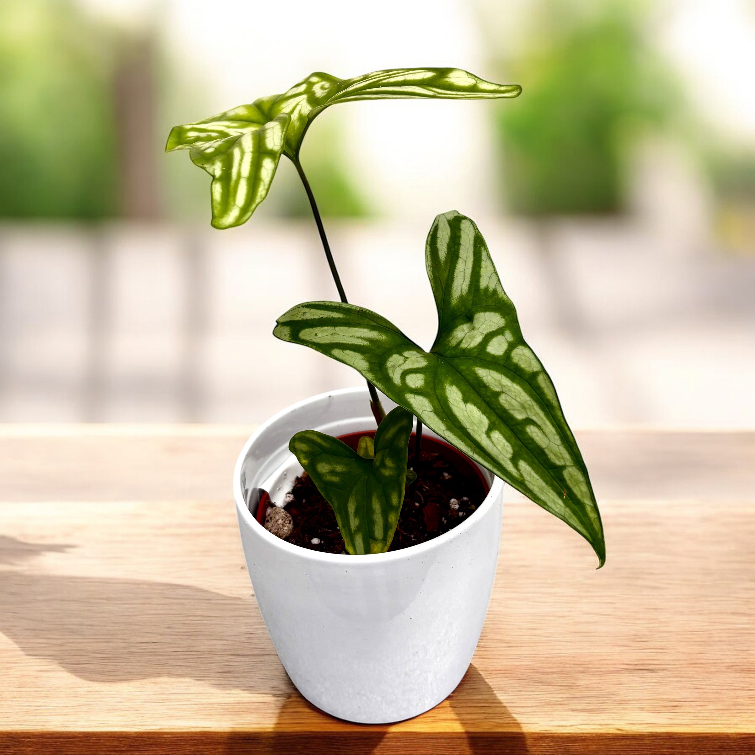 Cercestis mirabilis – Secret Garden Plant Shop