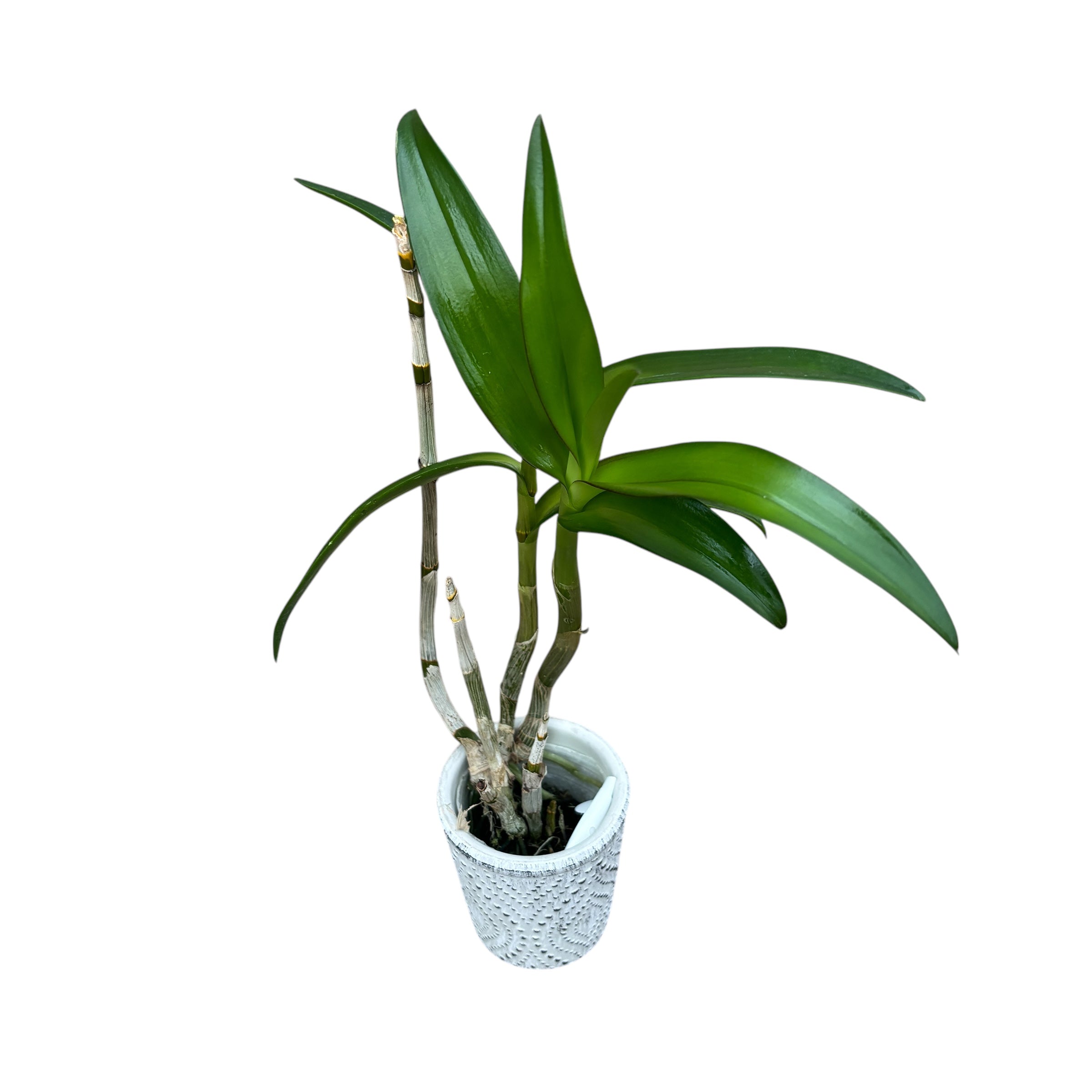 Dendrobium Taiwan Helix (Den. helix × Doctor Uthai) – Secret Garden ...