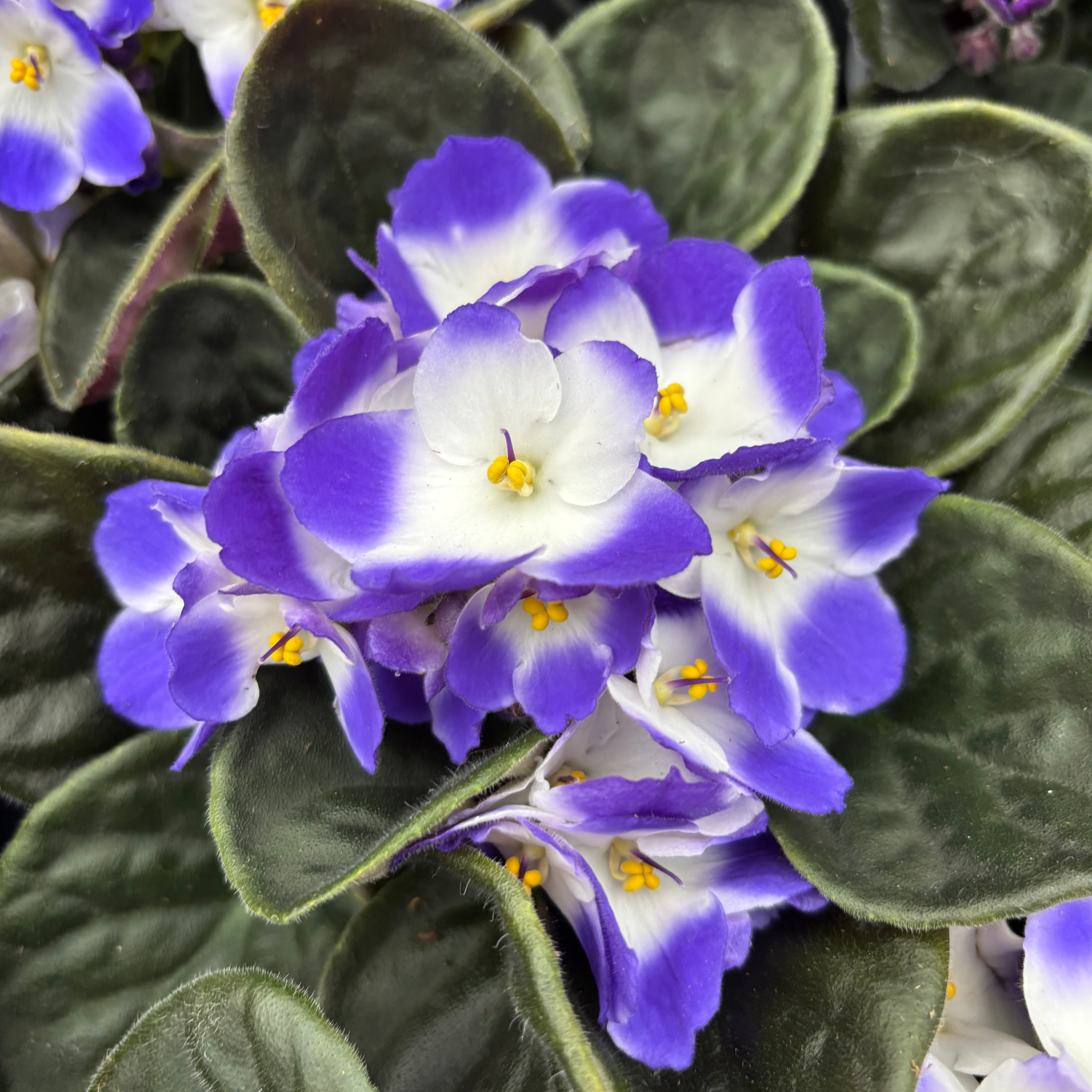 Saintpaulia Voila Blue - two-tone violets