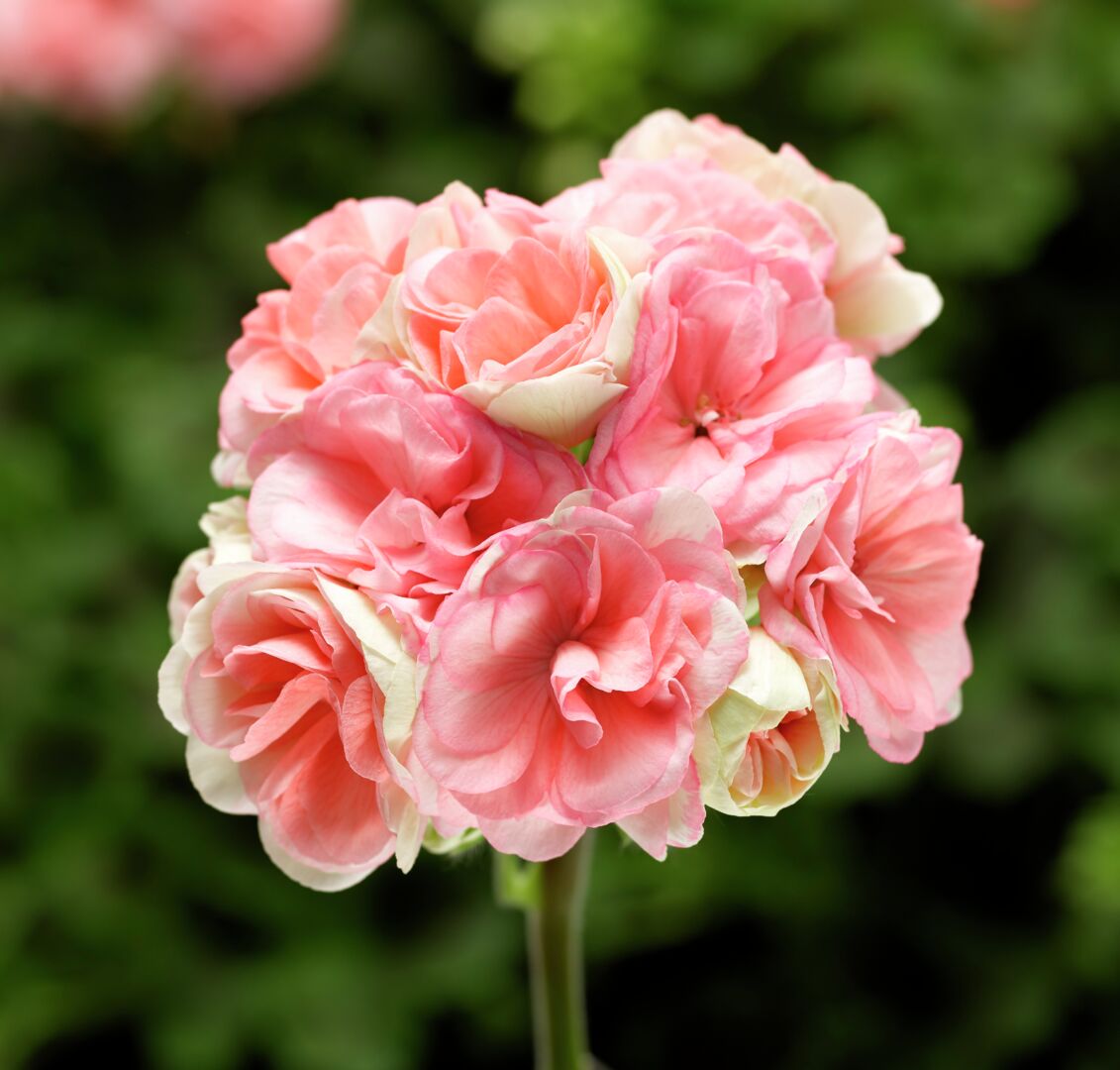 Muscata trandafir - Pelargonium Rosebud ‘Astrid Lindgren’ – Secret ...
