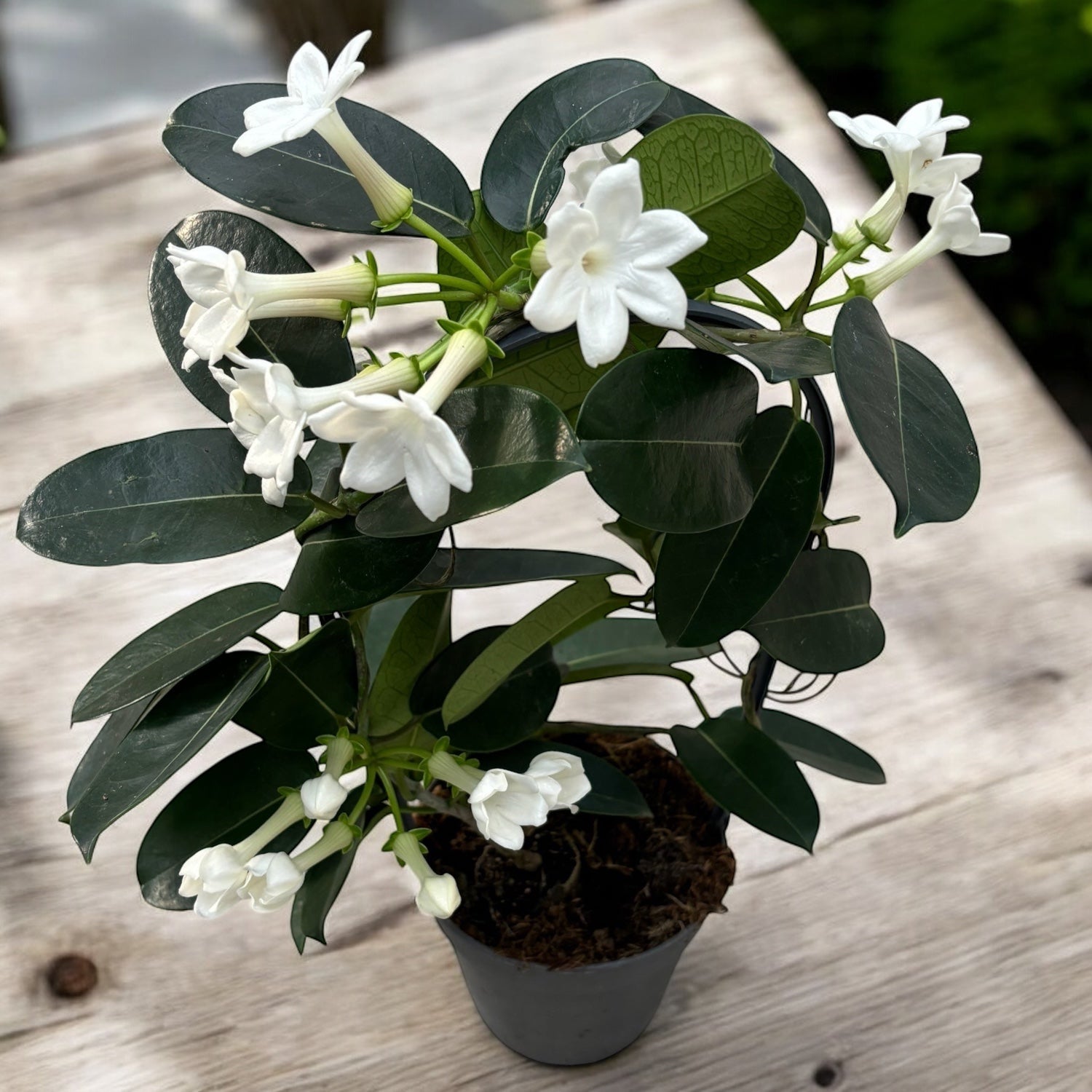 Stephanotis jasminoides (Iasomia de Madagascara, Floarea Fericirii ...