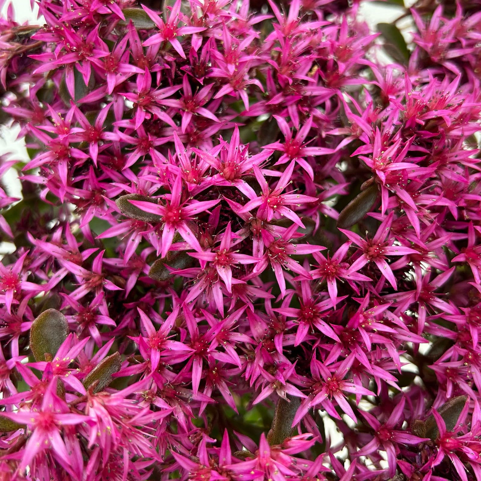 Sedum Spurium Spot on Deep Rose - suculenta taratoare cu flori roz int ...