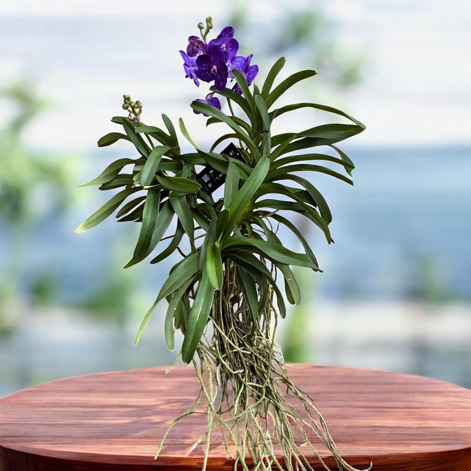 Vanda Tweed Blue XXL 5p (Ansu) – Secret Garden Plant Shop