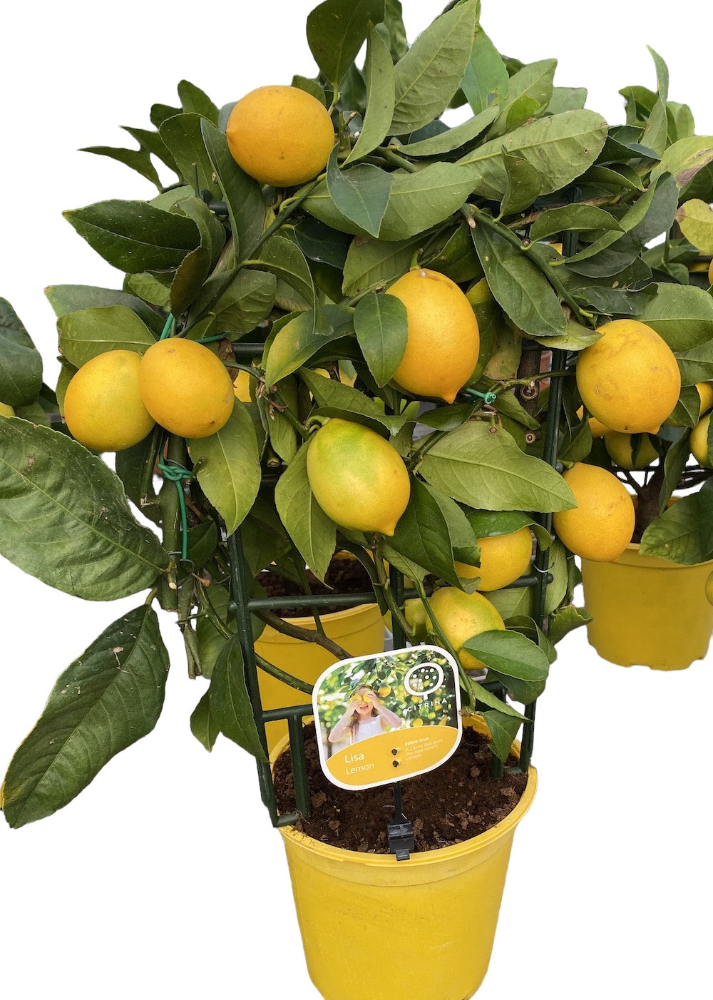 Lamai la ghiveci, Meyer Lemon Lisa (Citrina) - pe spalier – Secret ...