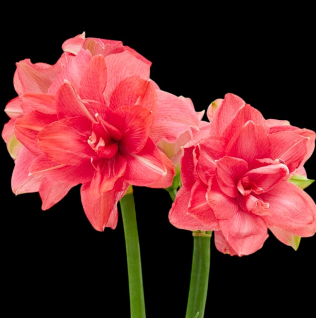 Hippeastrum ‘Candy Nymph’ – flori duble coral-roz, bogate si luminoase – Secret Garden Plant Shop