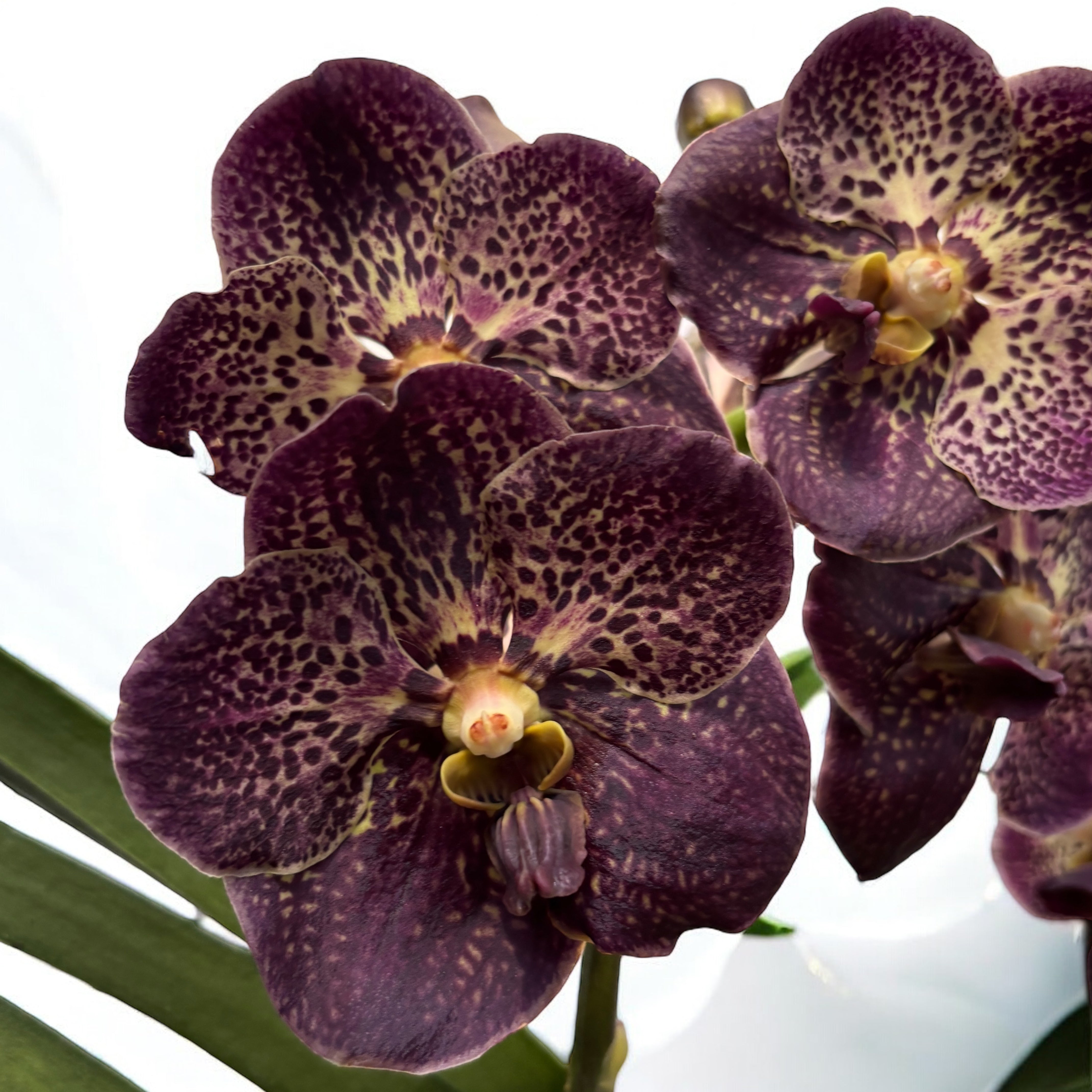 Vanda Sunanda 'Chocolate Brown' (Ansu)