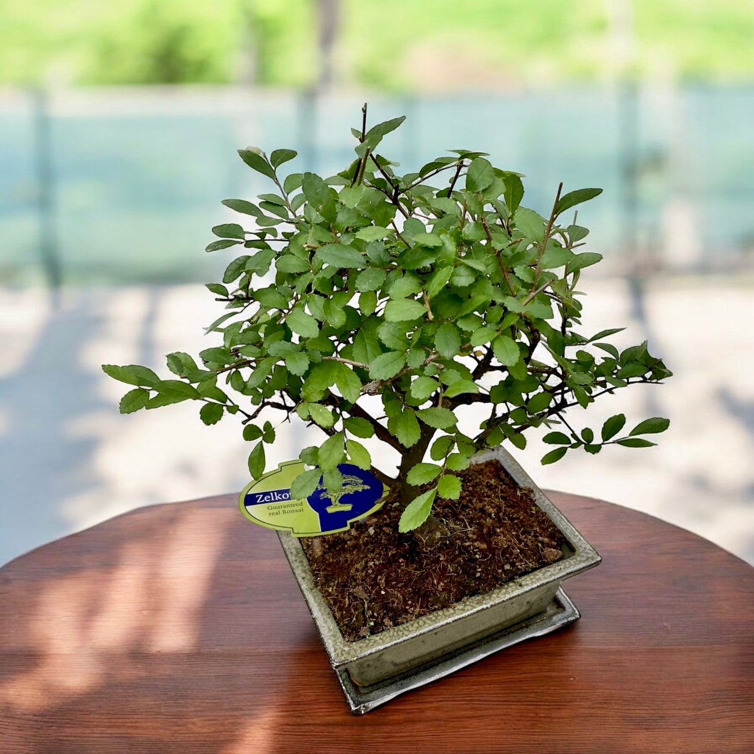 Bonsai Zelkova (Ulmul Japonez) – Secret Garden Plant Shop