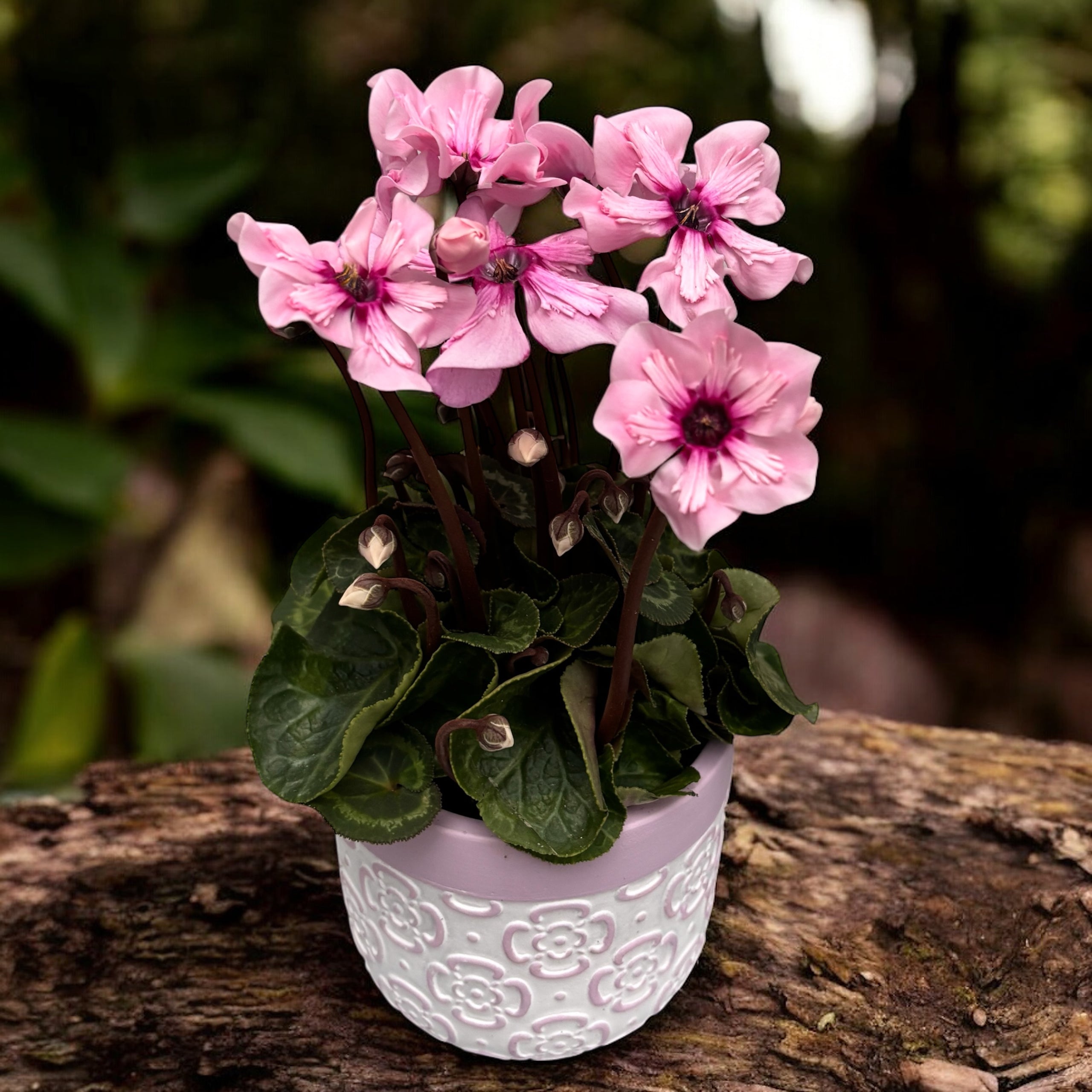 Cyclamen ‘Illusia Light with Eye’ – flori elegante in nuante de roz de ...
