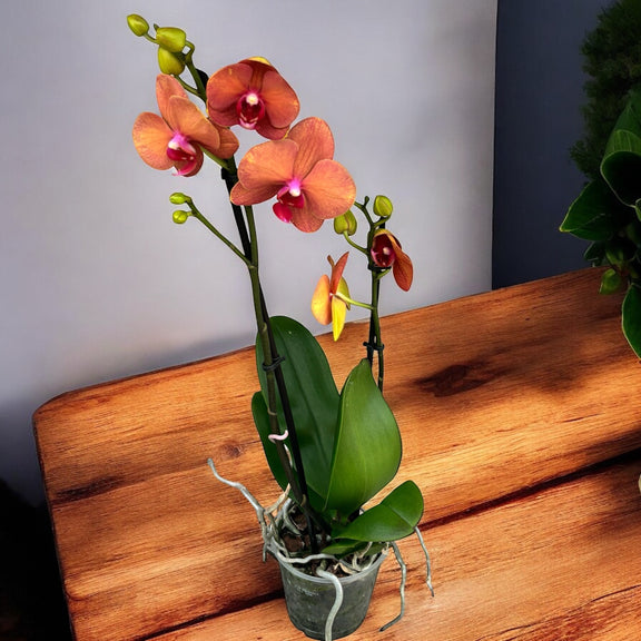 Phalaenopsis Surf Song