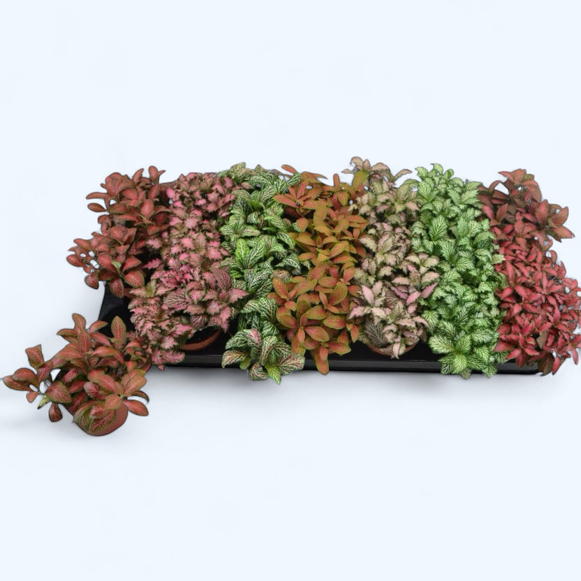 Fittonia mix, planta mozaic – Secret Garden Plant Shop