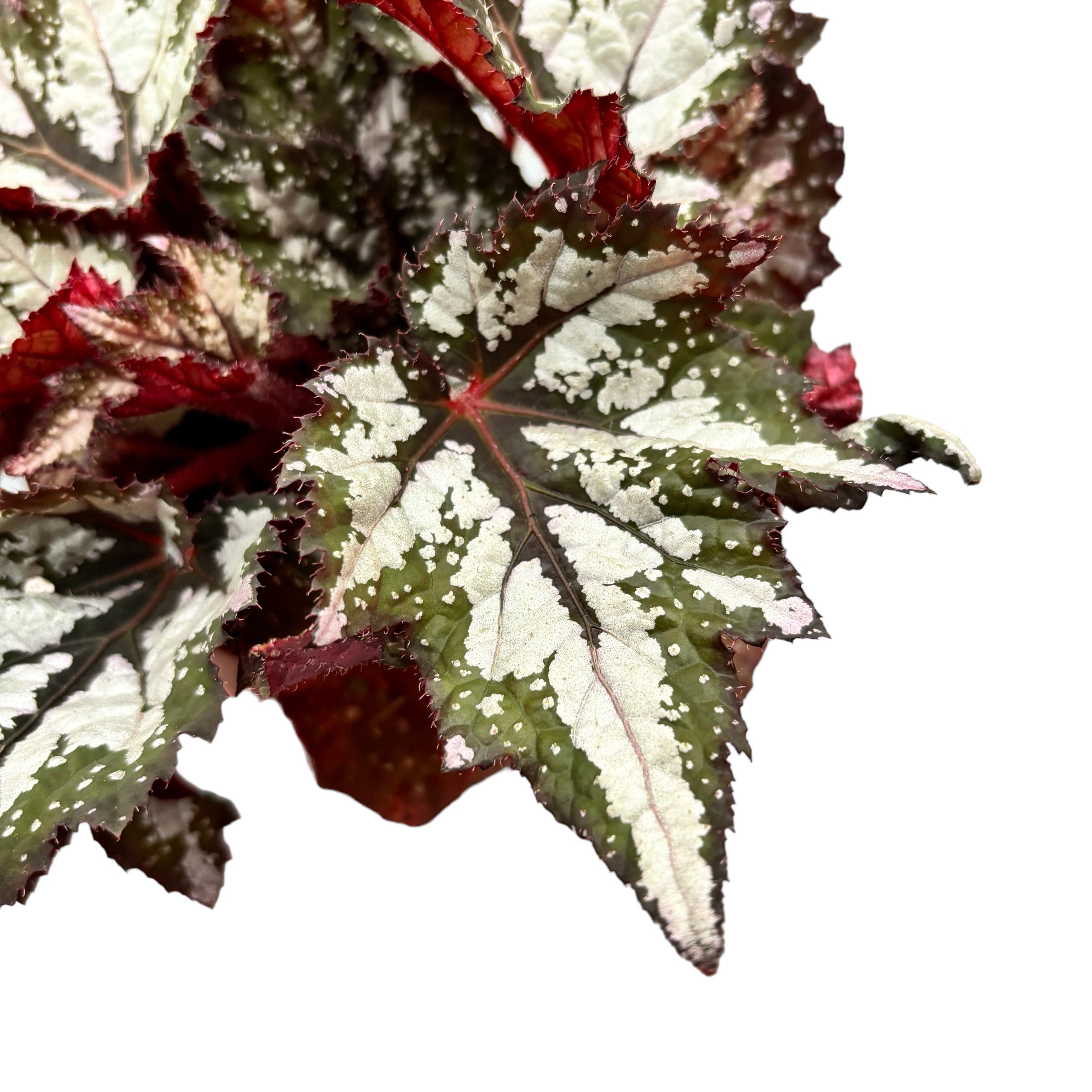 Begonia 'Bewitched Wintergreen’