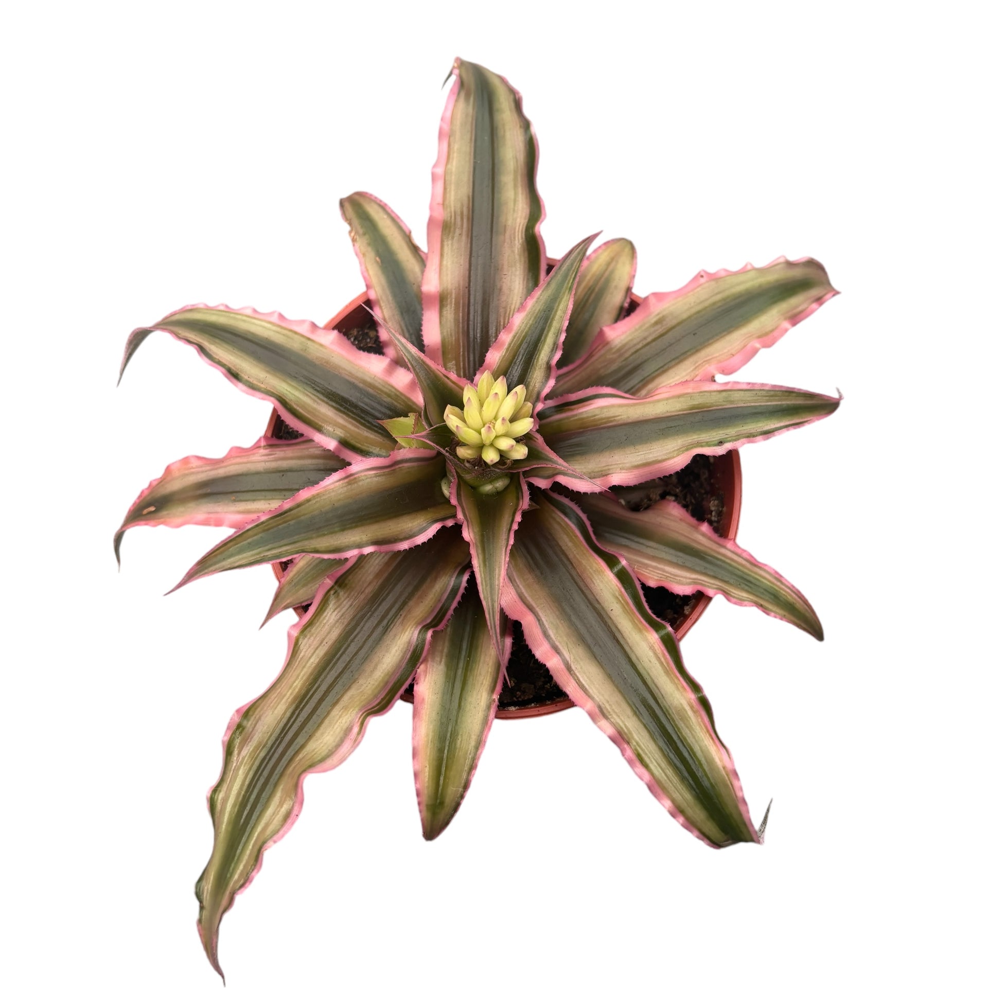 Cryptanthus bivittatus Pink Starlight D9 – Secret Garden Plant Shop