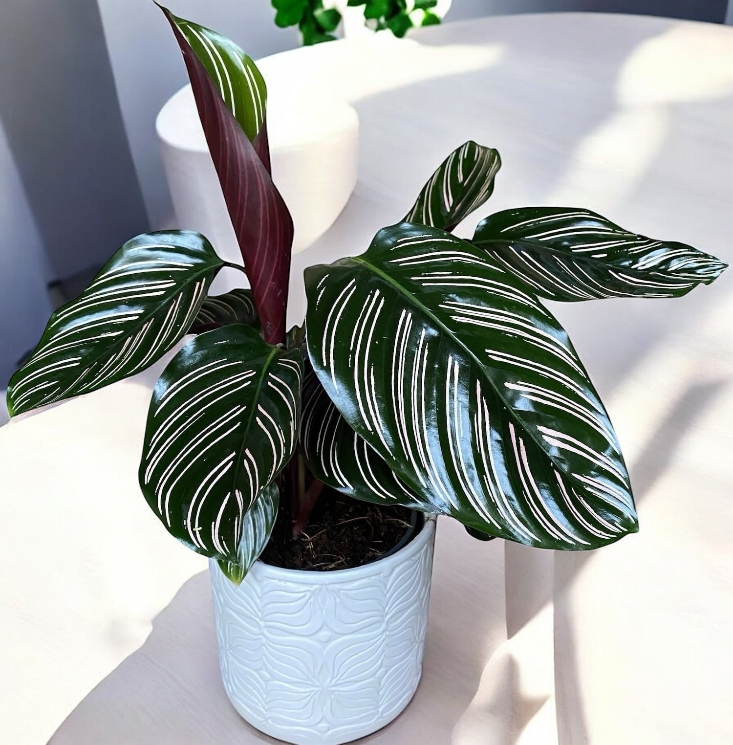 Calathea Ornata Sanderiana (planta paun) – Secret Garden Plant Shop