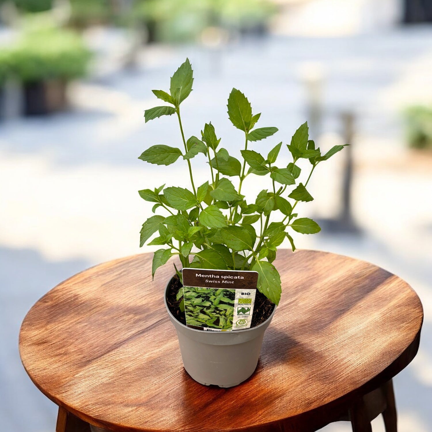 Menta - Mentha spicata (Swiss Mint) - varietate aromatica (cultura bio ...