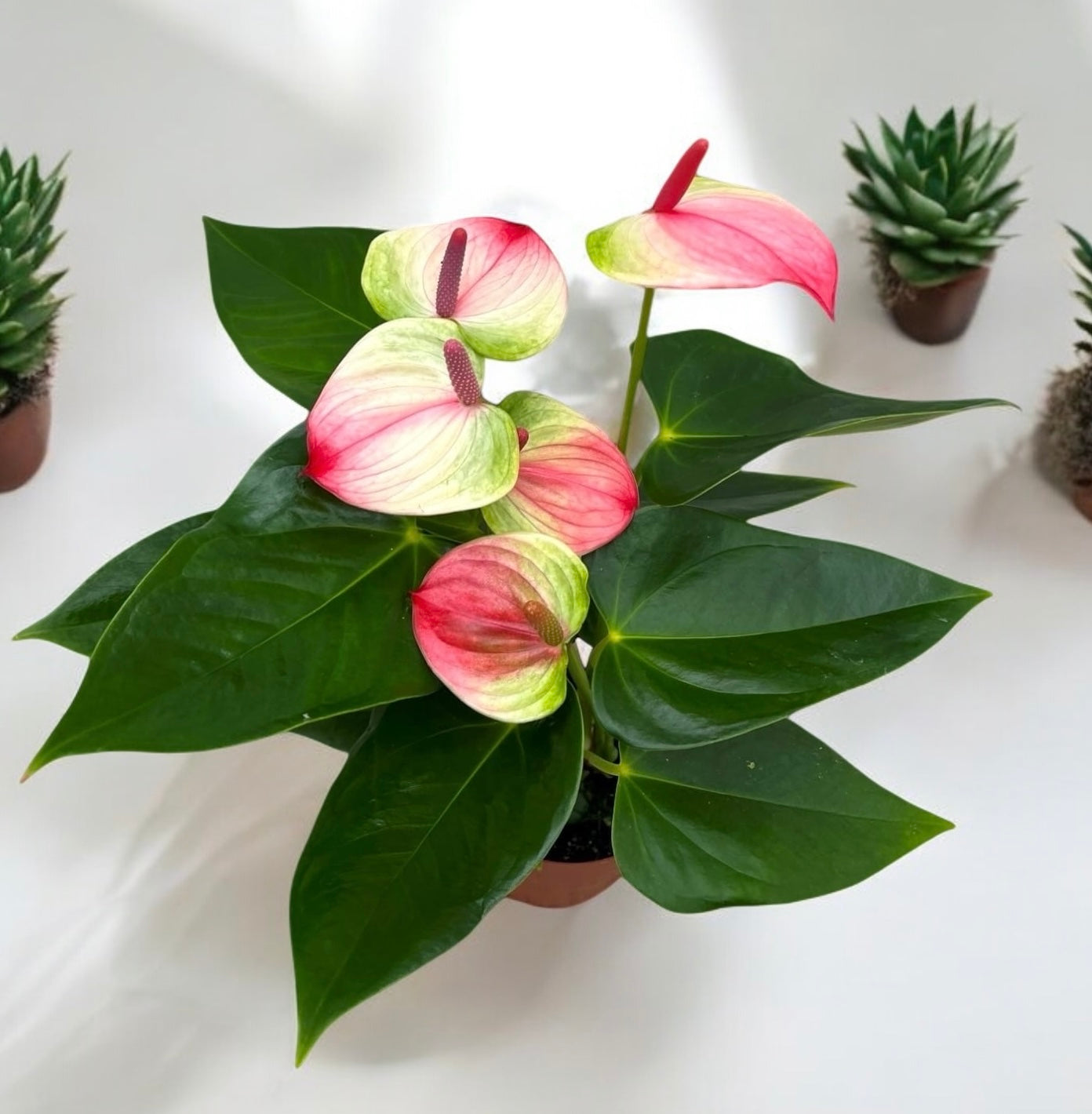 Anthurium 'Exota' - Floarea Flamingo – Secret Garden Plant Shop