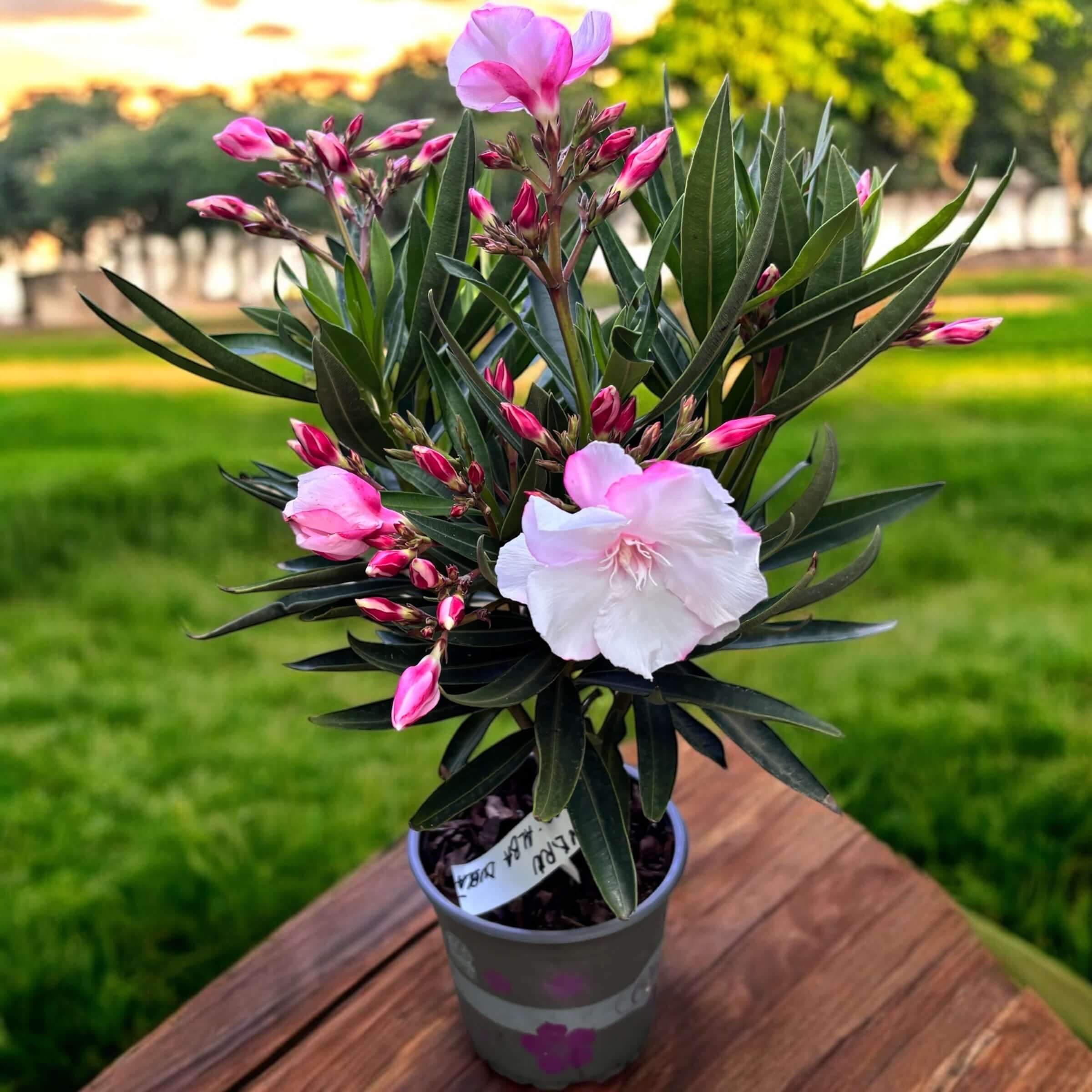 Leandru cu floarea dubla alba - Nerium Olander – Secret Garden Plant Shop