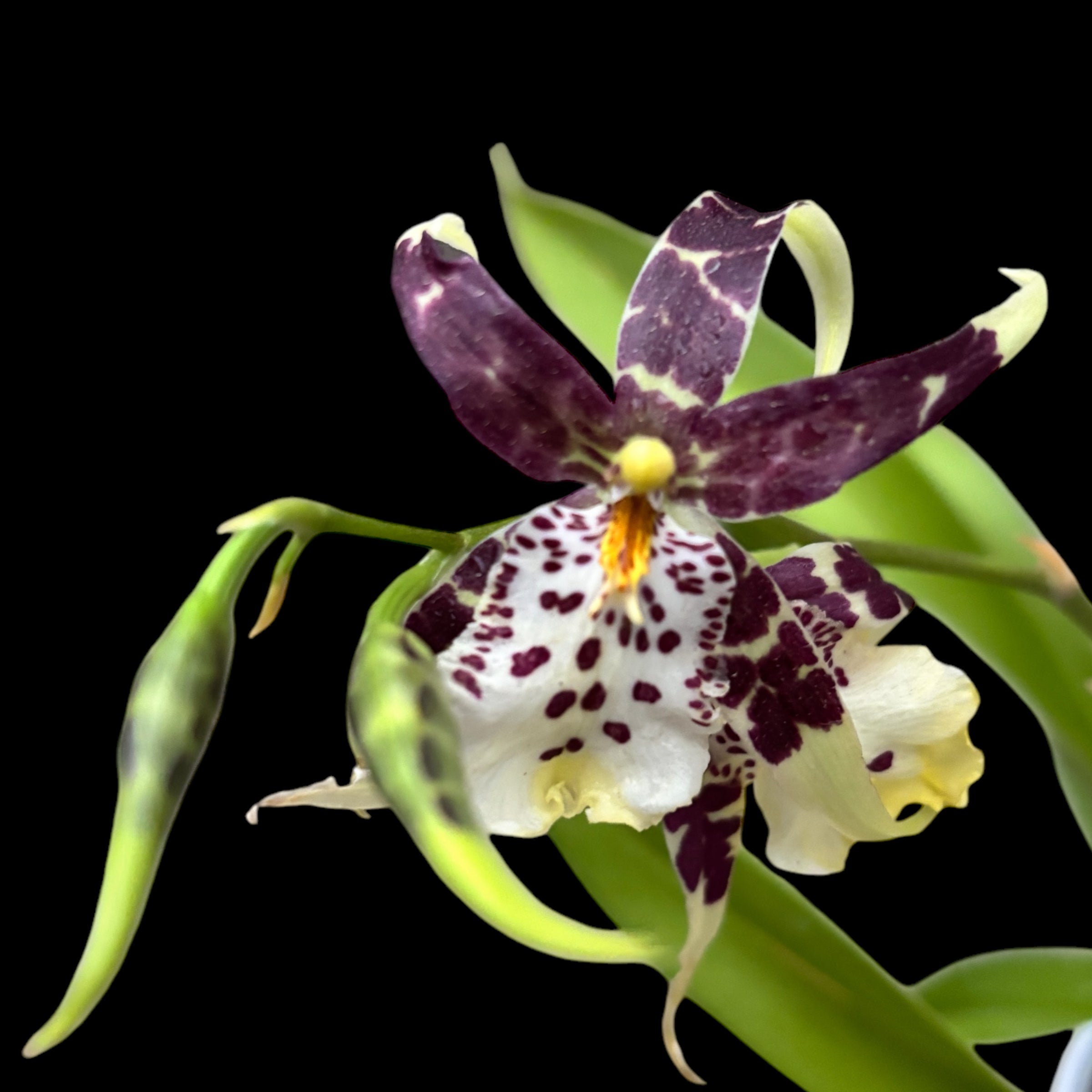 Aliceara Flying High – Secret Garden Plant Shop