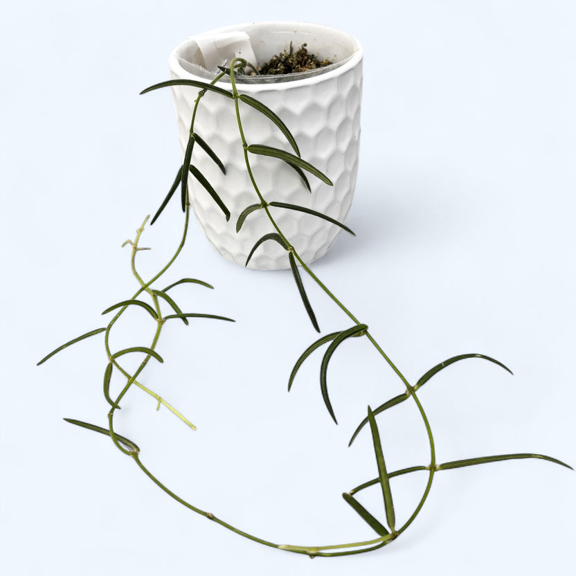 Hoya linearis (Taiwan) – Secret Garden Plant Shop
