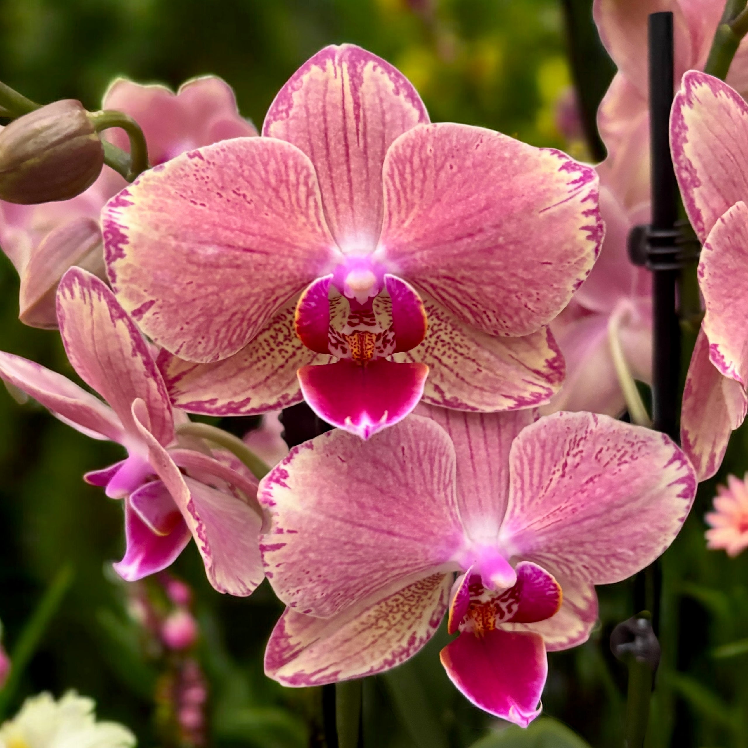 Phalaenopsis Pirate Picotee – Secret Garden Plant Shop