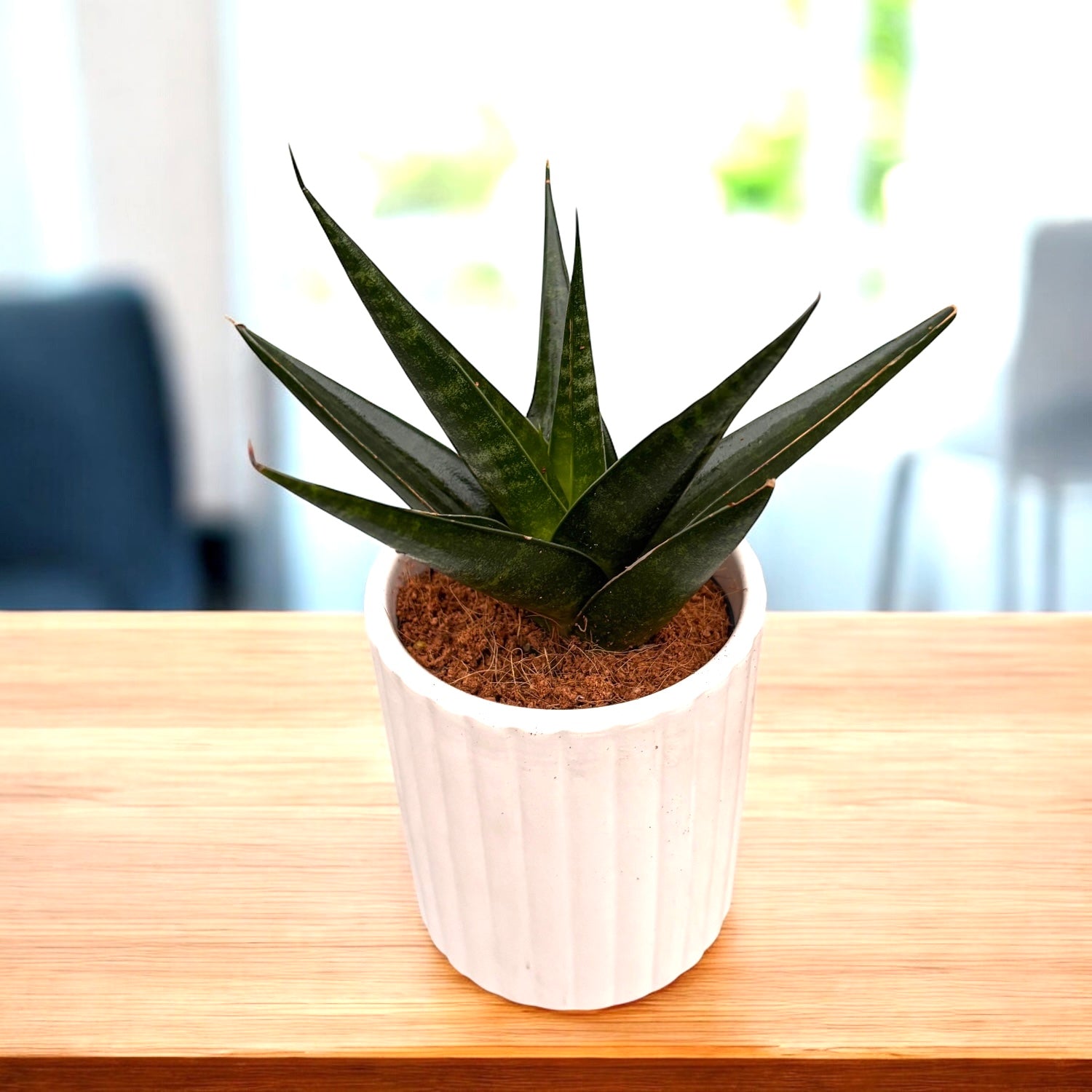 Sansevieria 'Dark Lady' – Secret Garden Plant Shop